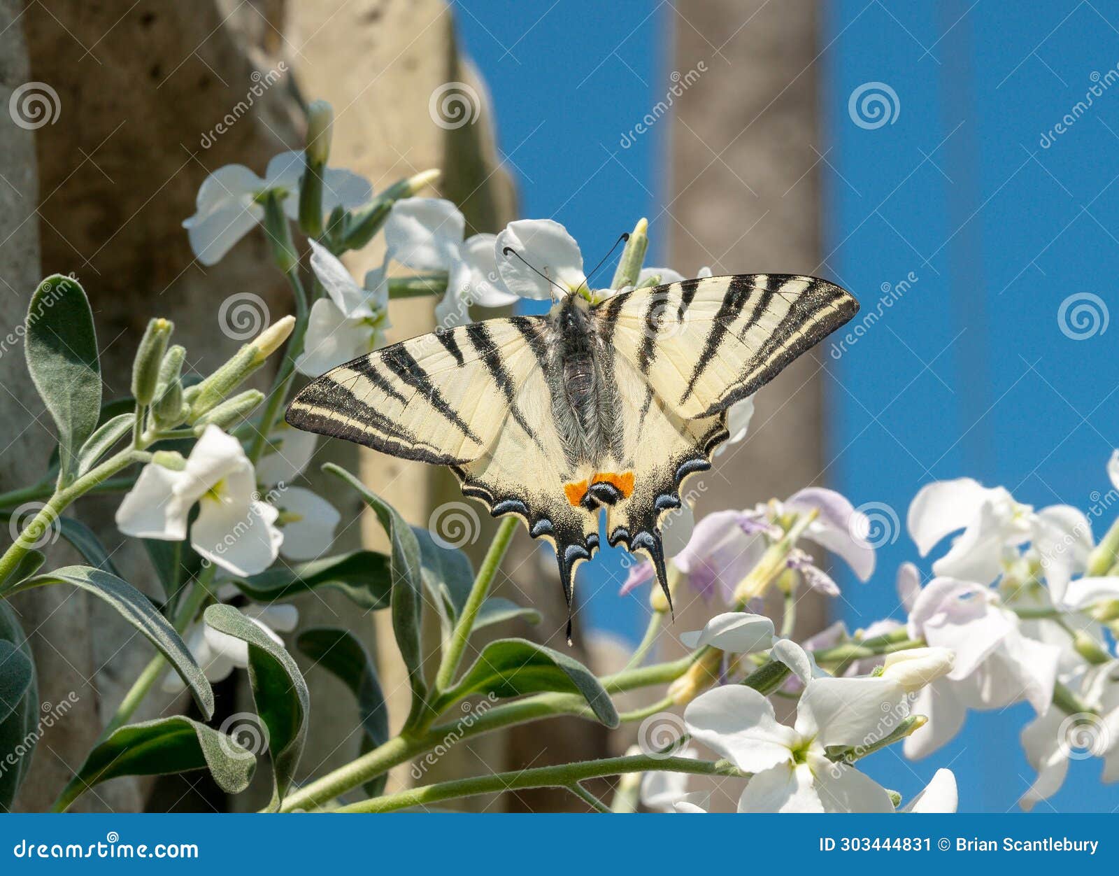 Swallow-tailed butterfly stock image. Image of butterfly - 303444831
