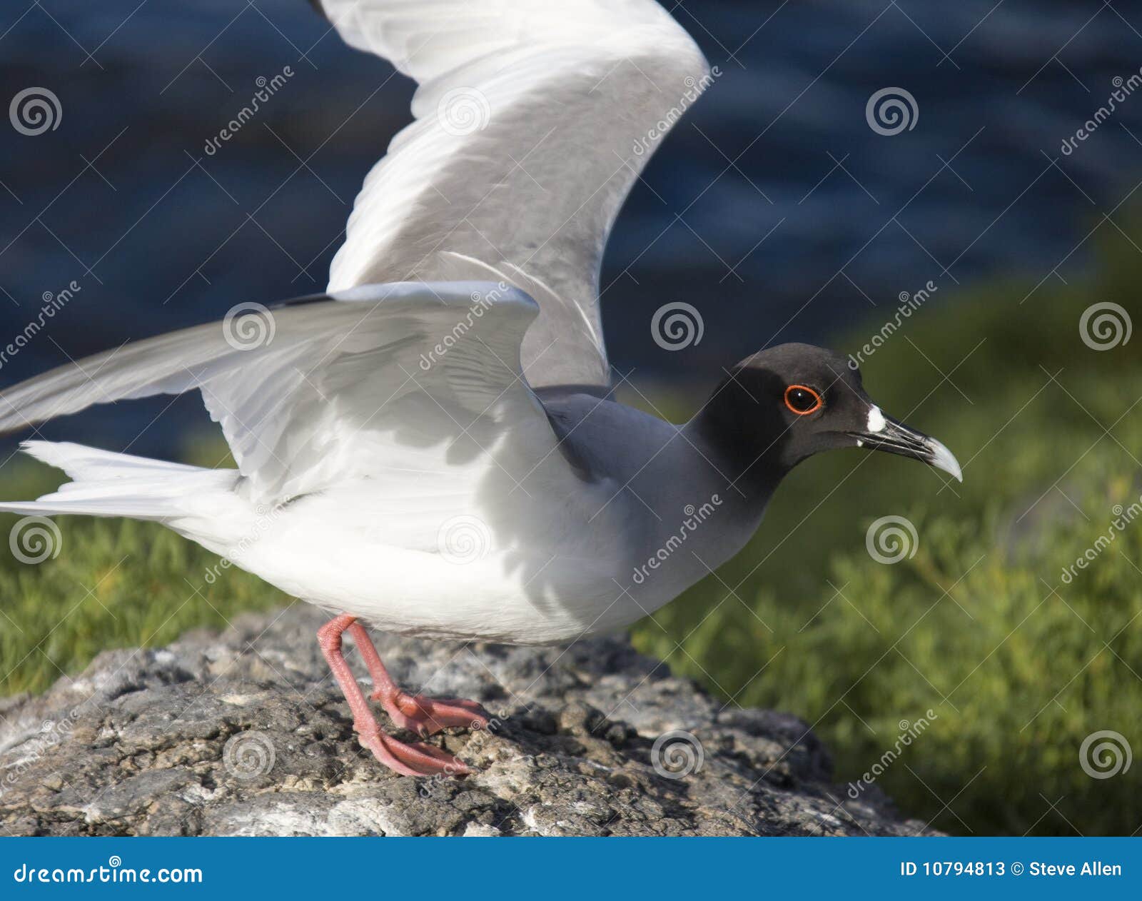 Swallow-tailed Gull stock image. Image of gull, wings - 10794813