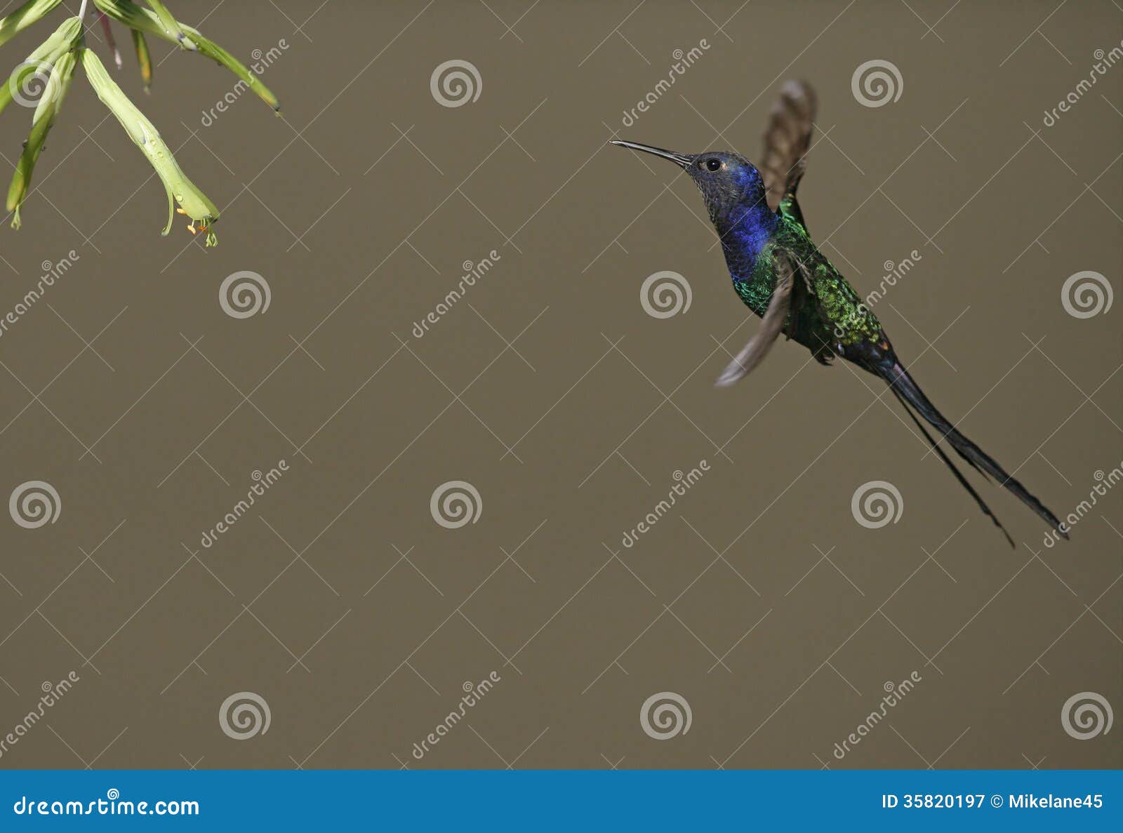 Swallow-tailed Hummingbird, Eupetomena Macroura Stock Image - Image of ...