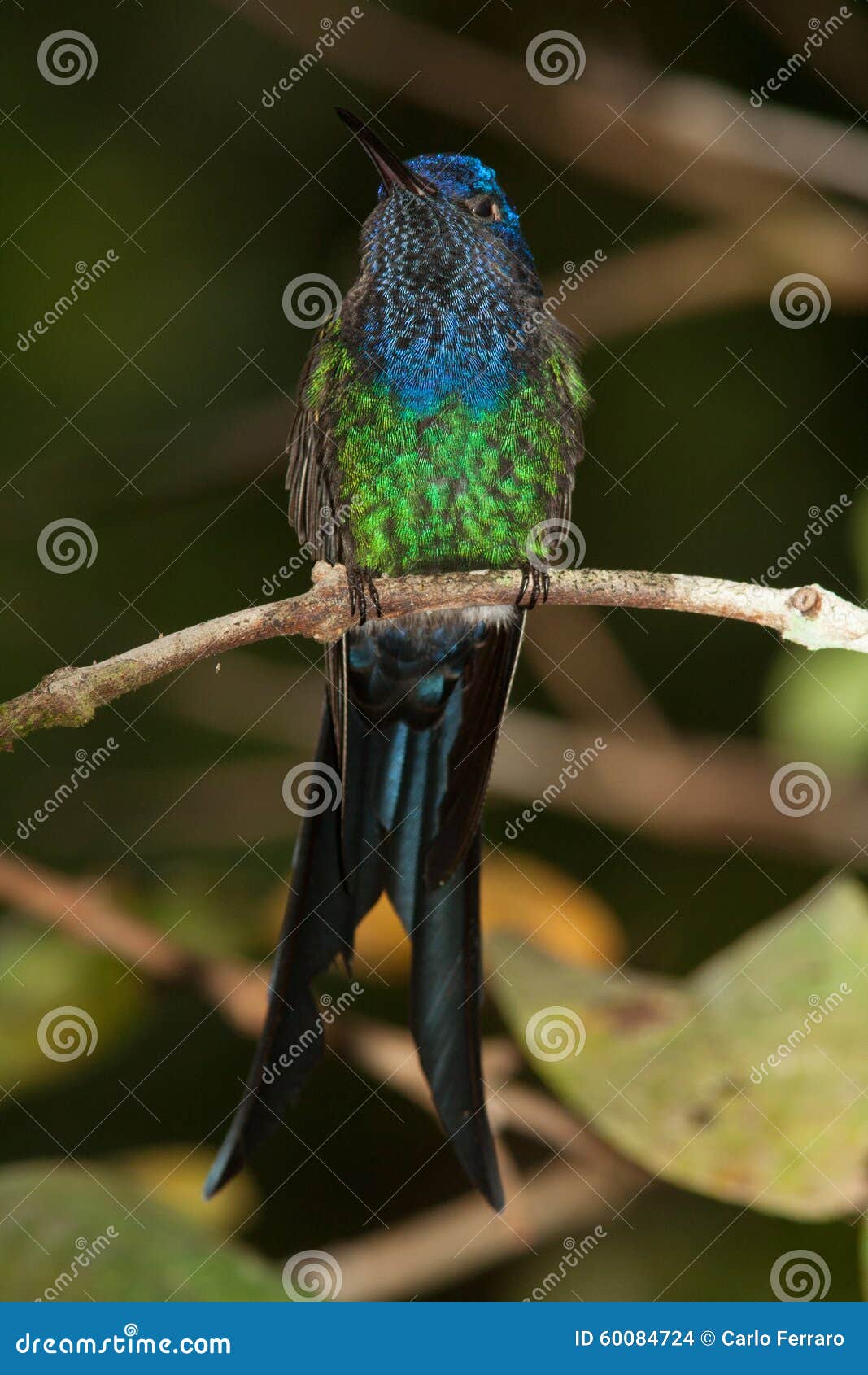 Swallow-tailed Hummingbird stock photo. Image of perched - 60084724