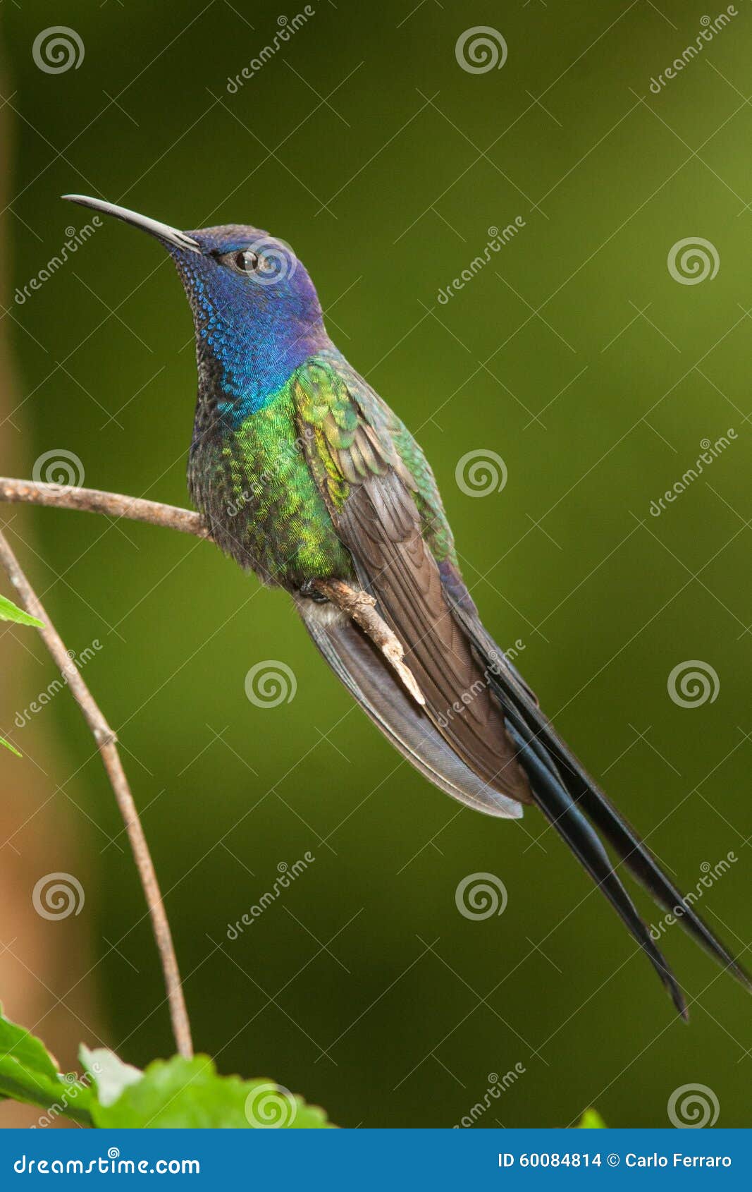 Swallow-tailed Hummingbird stock photo. Image of wing - 60084814
