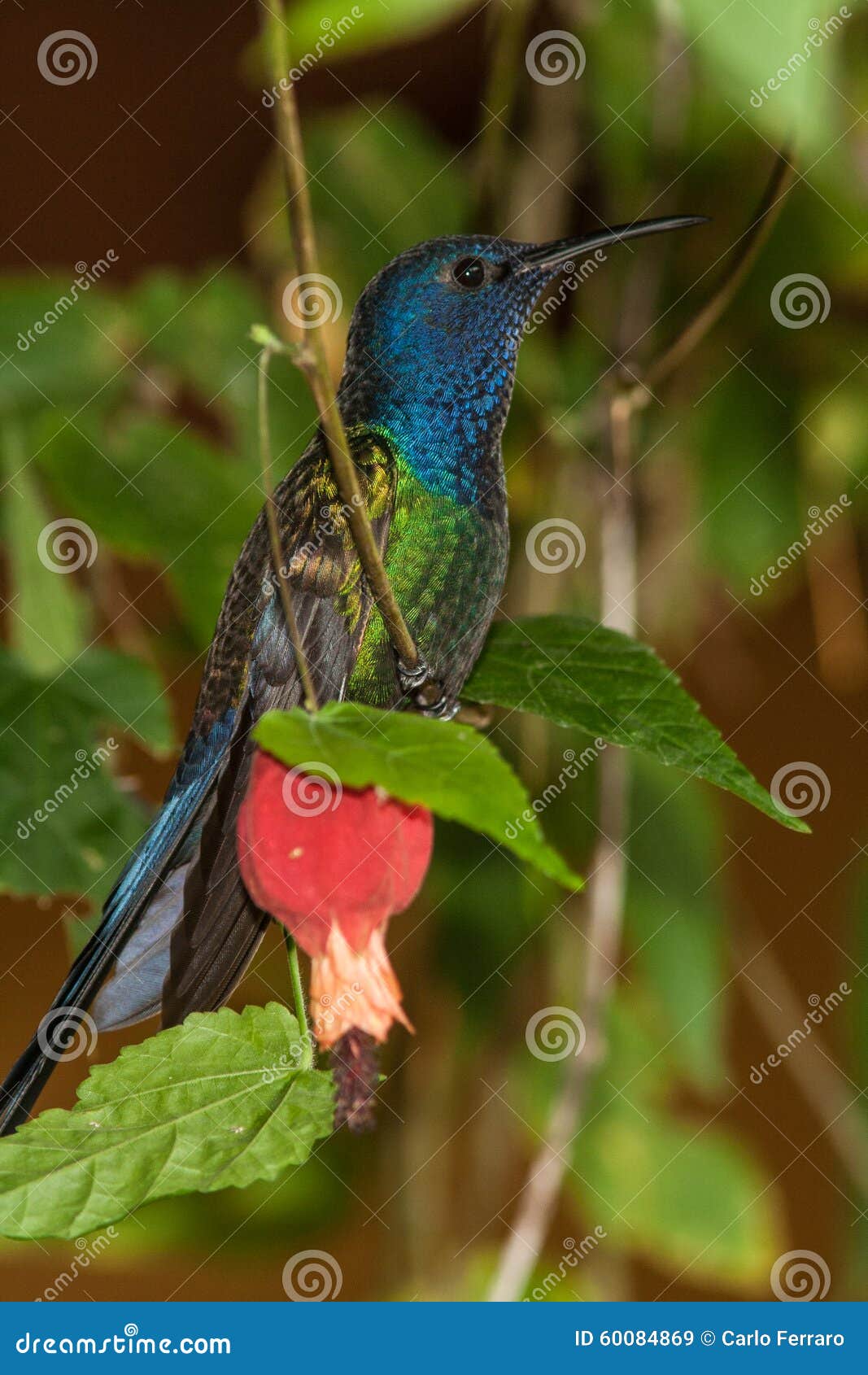 Swallow-tailed Hummingbird stock image. Image of fauna - 60084869