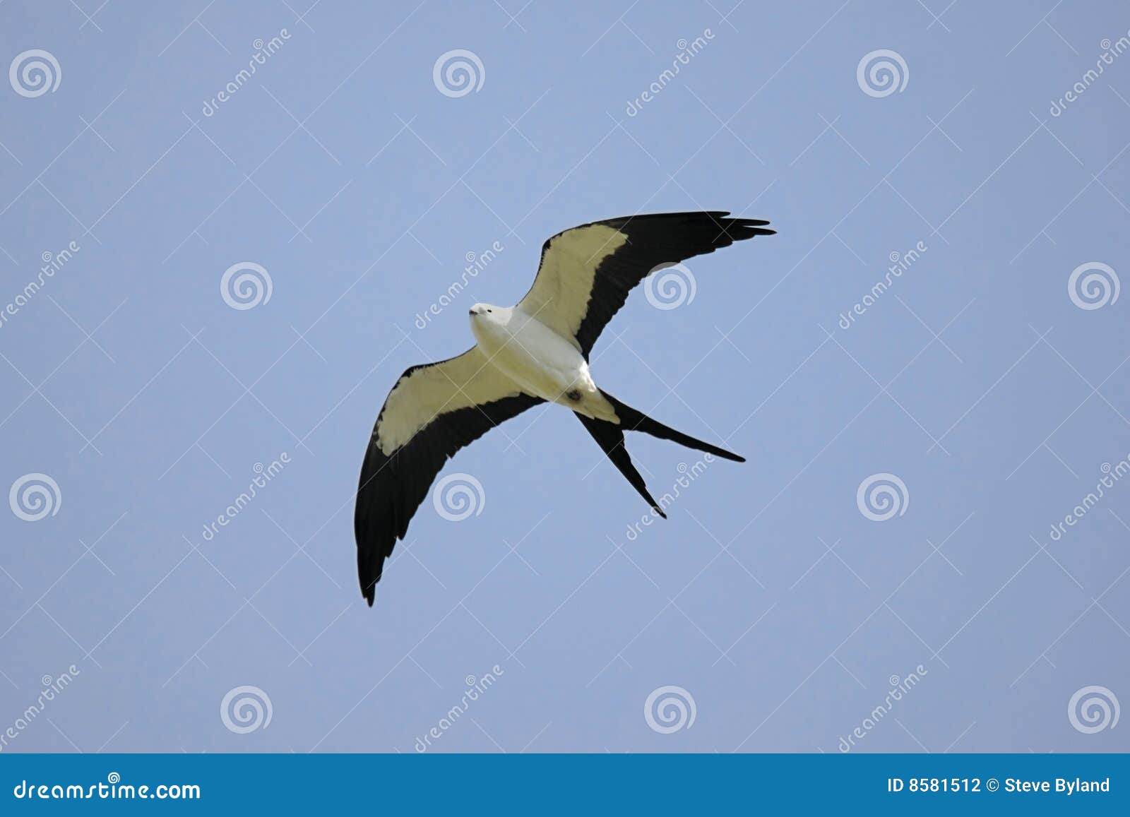 Swallow-tailed Kite stock photo. Image of hawk, tailed - 8581512