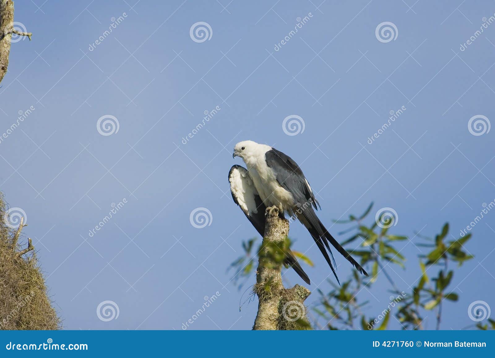 Swallow-tailed Kite Preening Stock Photo - Image of hawk, kite: 4271760