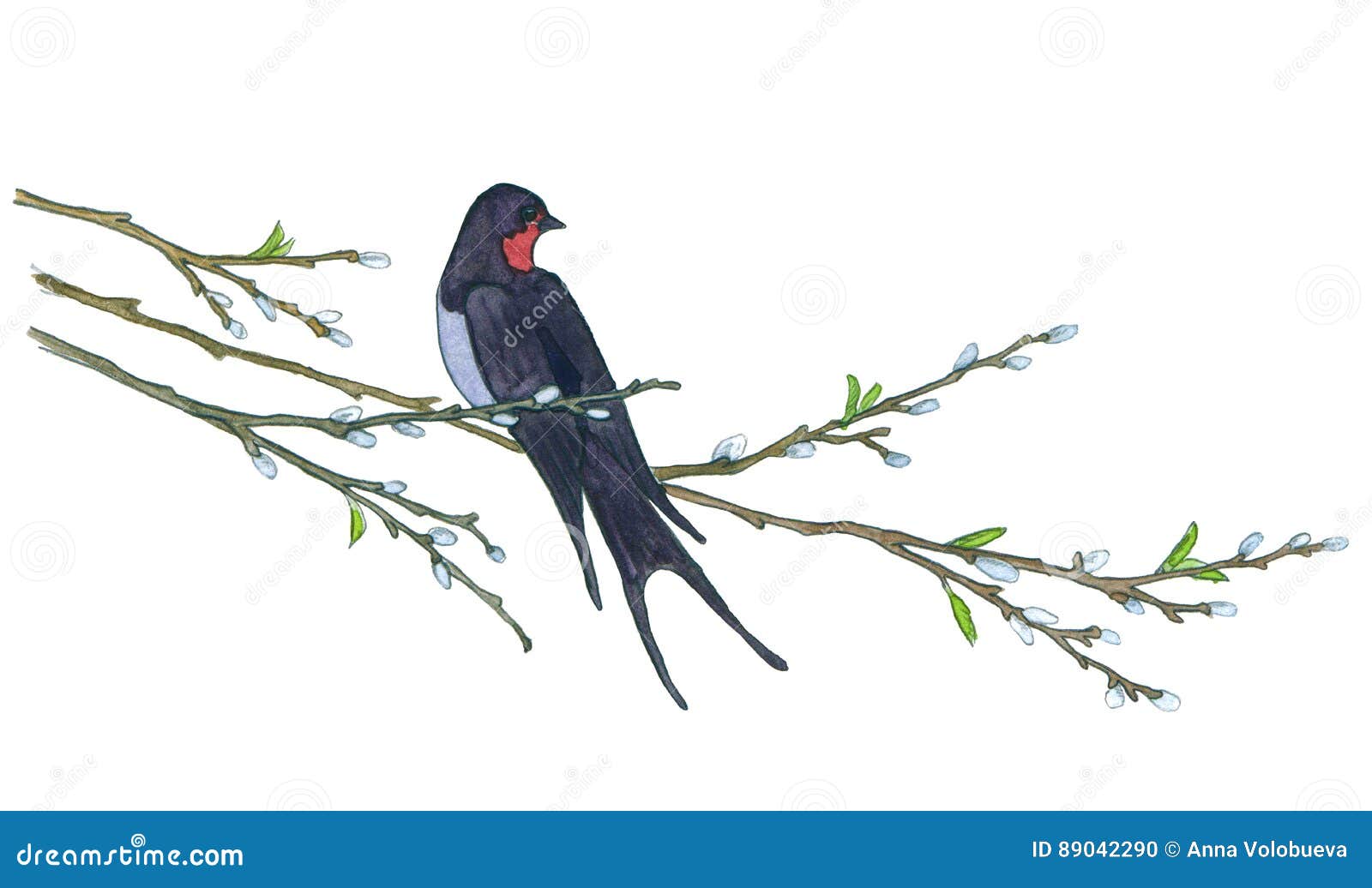 Swallow on Willow Tree. Hand Drawn Illustrations Stock Illustration ...