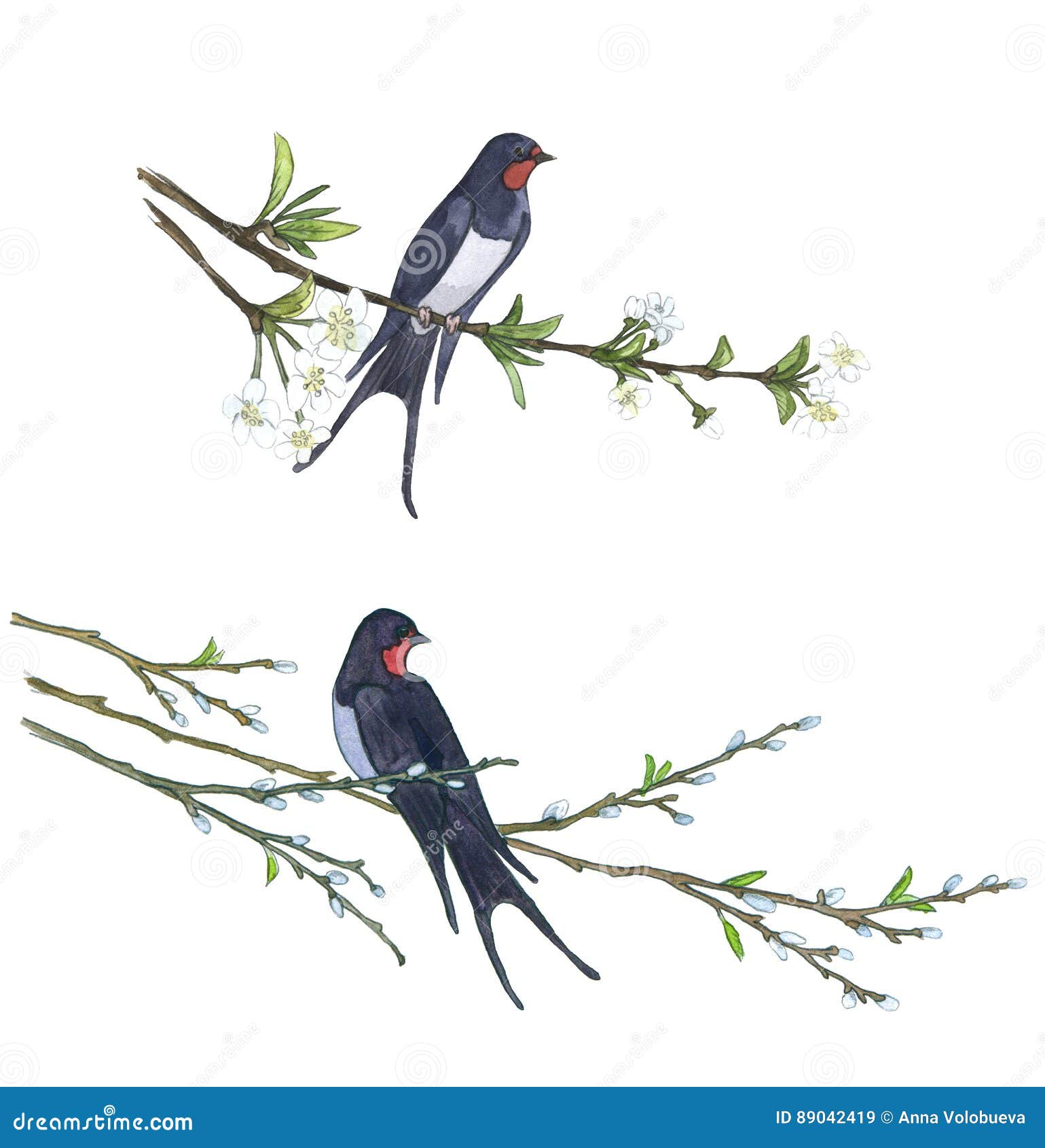 Swallow on Willow Tree. Hand Drawn Illustrations Stock Illustration ...