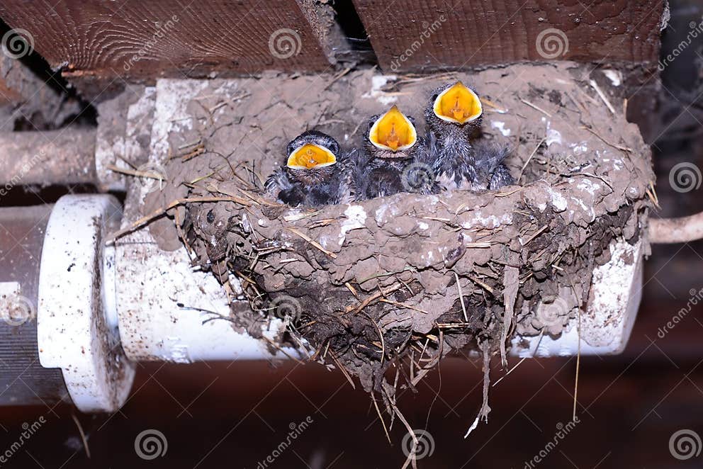 Swallows in bird nest stock photo. Image of swallows - 25670014