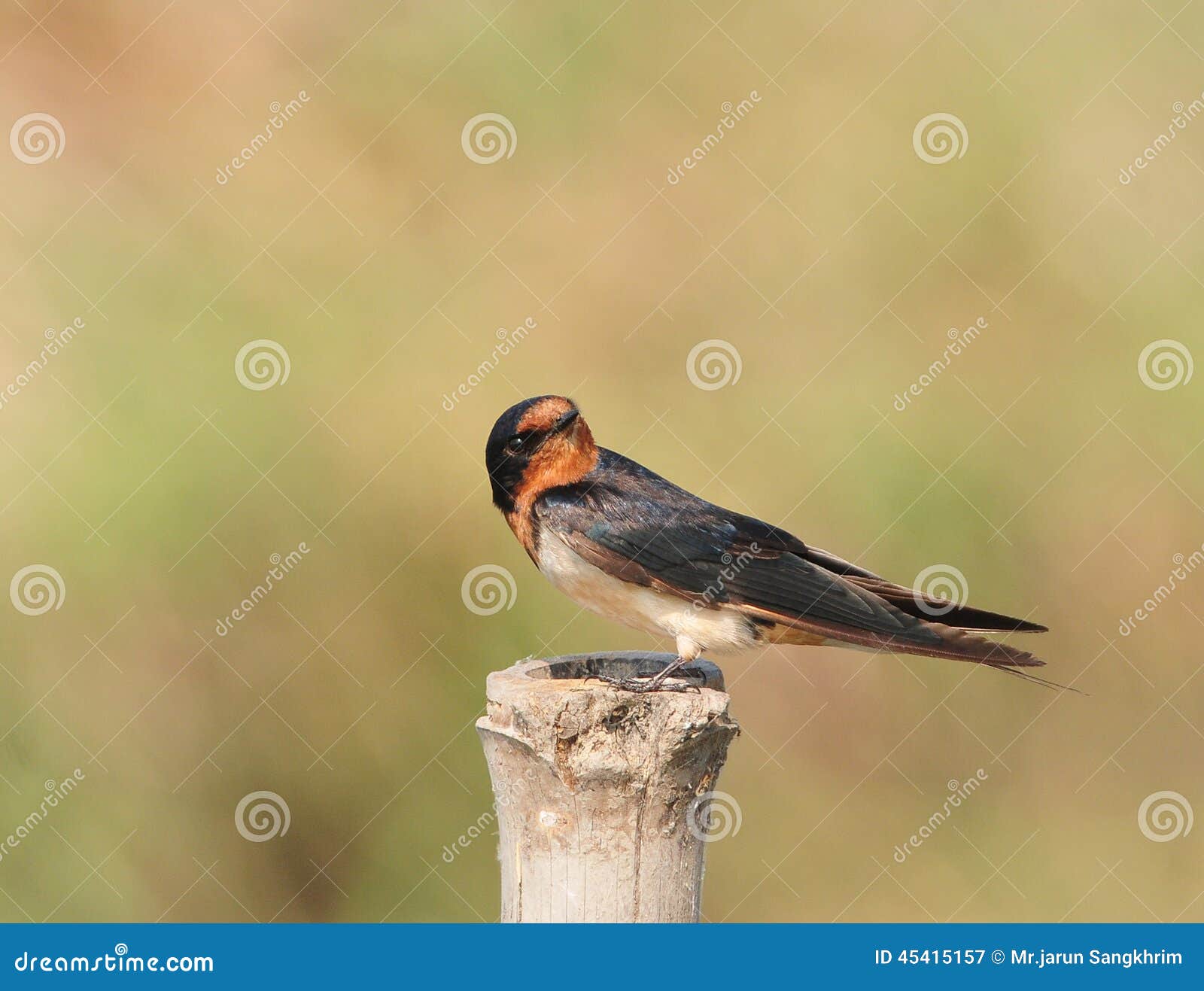 Swallows dart stock image. Image of wildlife, nature - 45415157