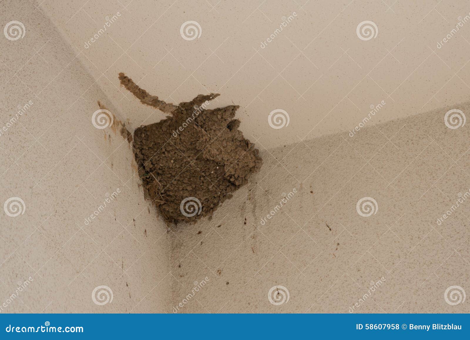 Swallows nest. stock photo. Image of family, eyes, busy - 58607958