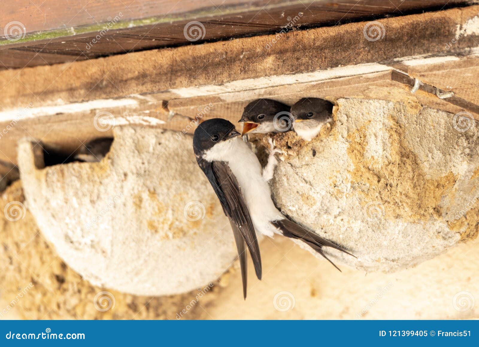 Swallows in the nest stock image. Image of bird, young - 121399405