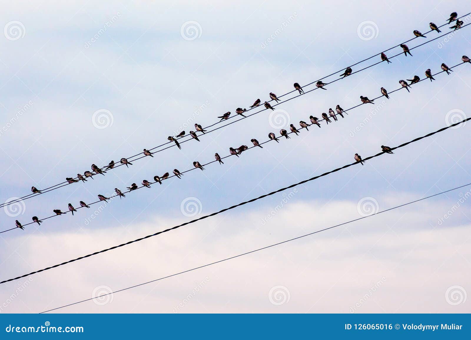Swallows are Sitting on the Wires of the Power Line_ Stock Photo ...