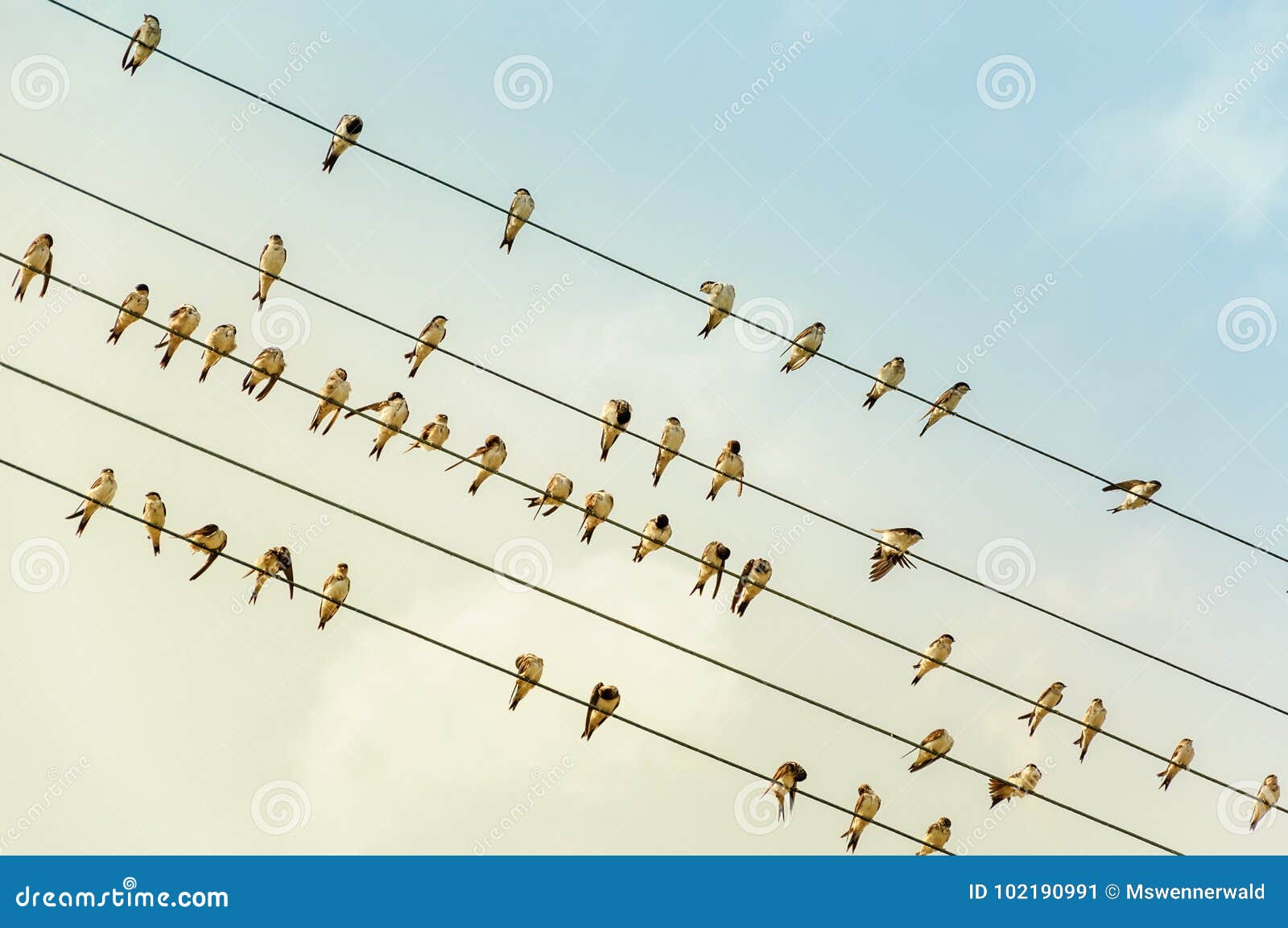 4,125 Sun Power Line Network Stock Photos - Free & Royalty-Free Stock ...