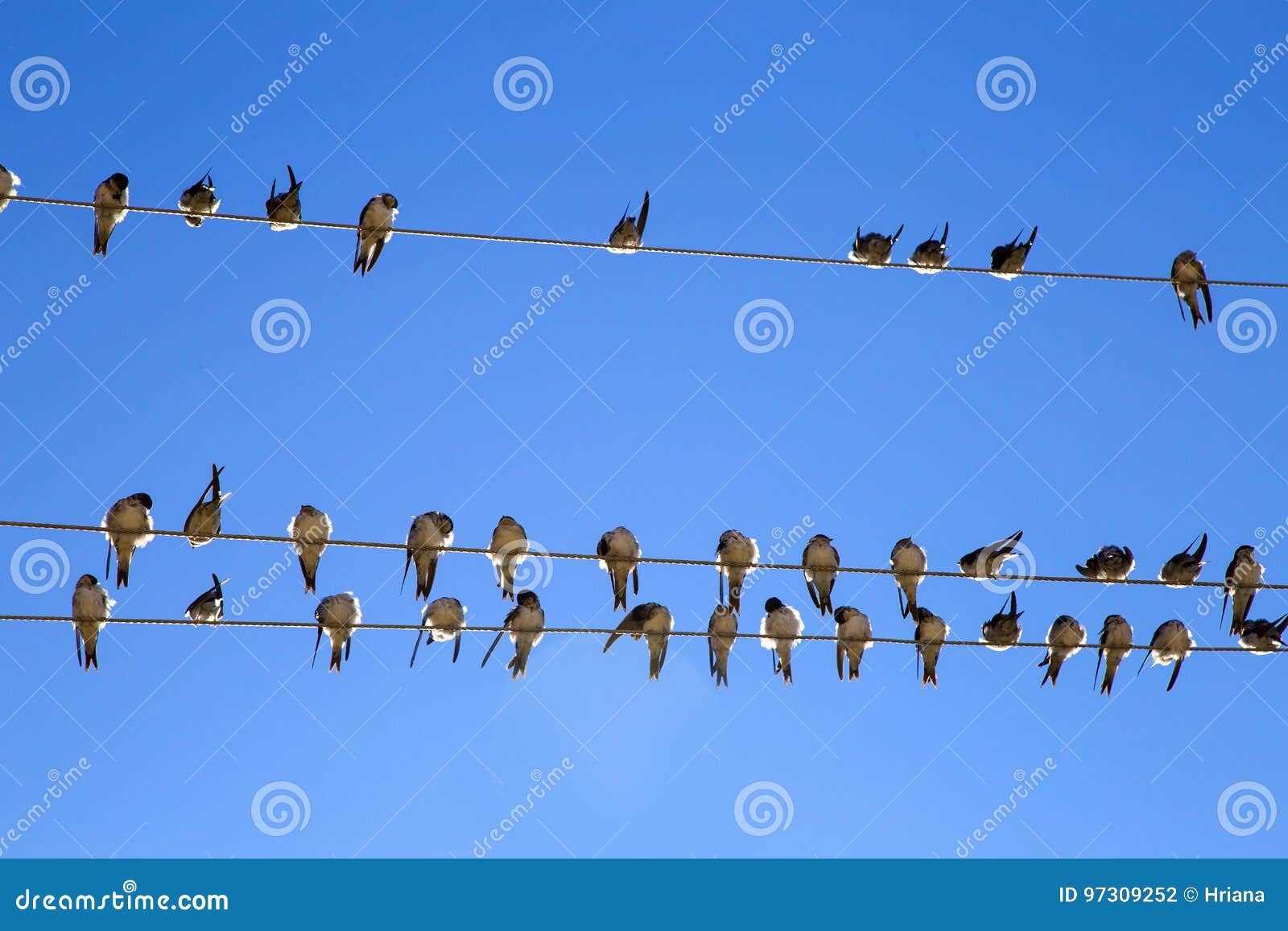 Swallows on a wire stock photo. Image of wildlife, small - 97309252