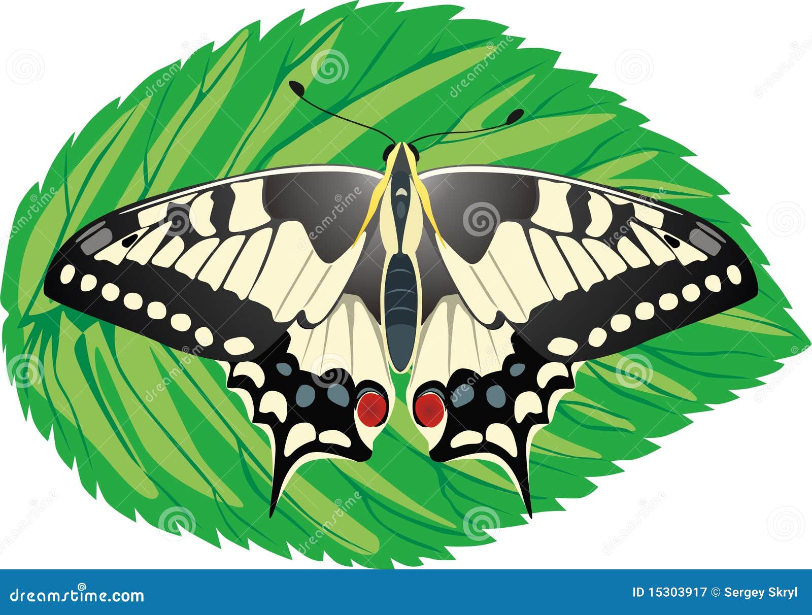 Swallowtail stock vector. Illustration of ornament, sits - 15303917