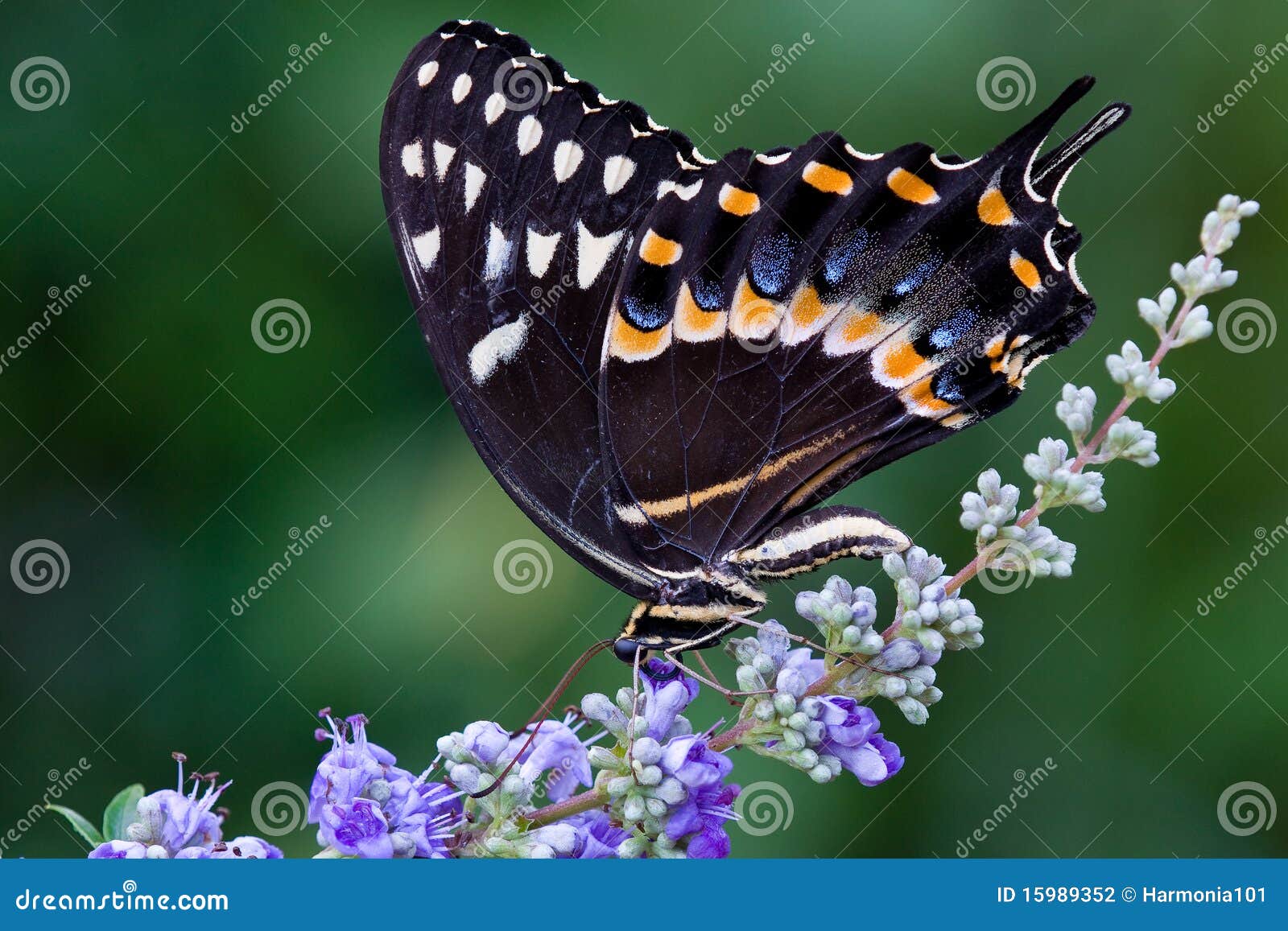 Swallowtail stock photo. Image of petal, detail, flower - 15989352