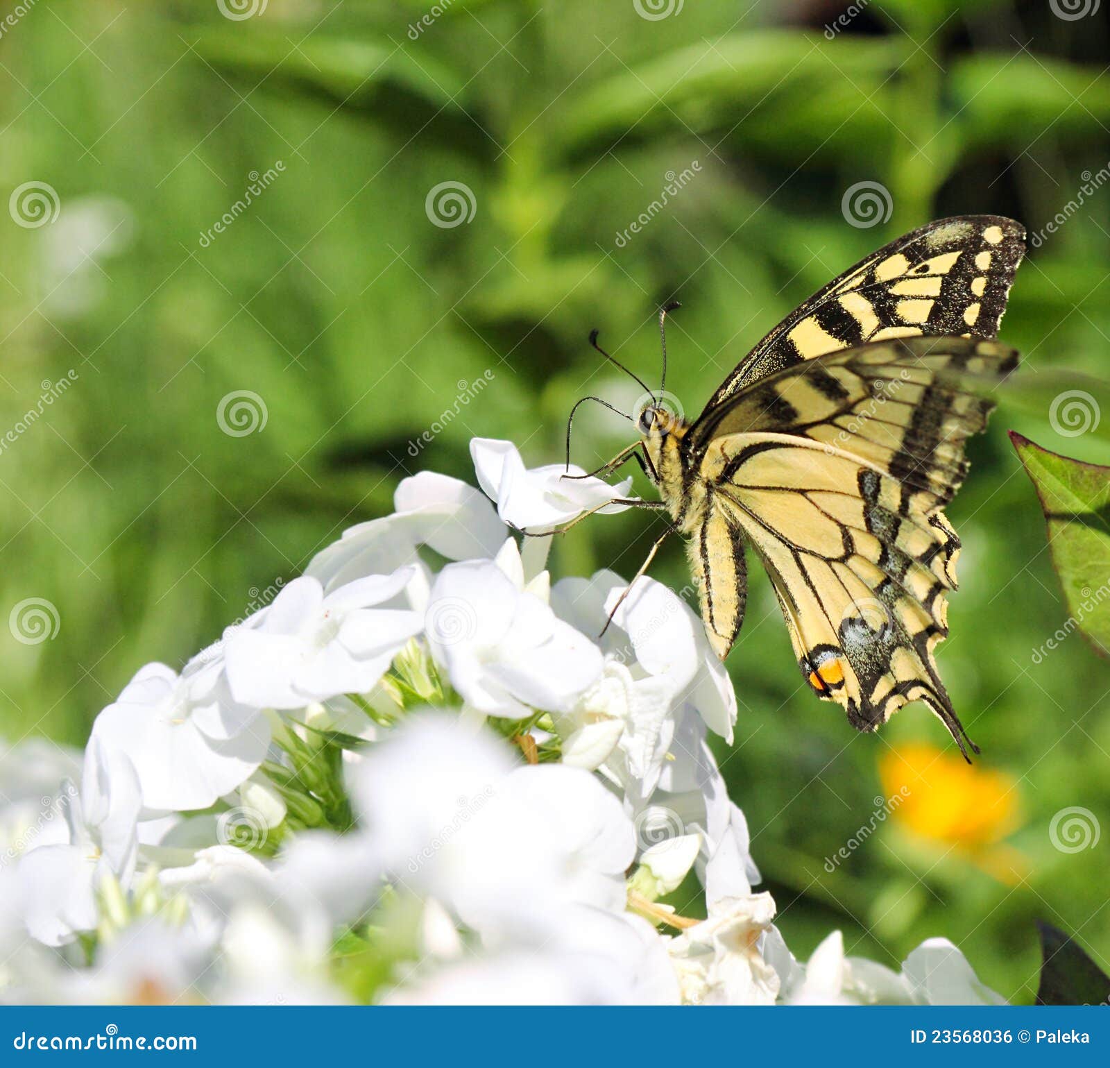 Swallowtail stock photo. Image of floral, cultivated - 23568036