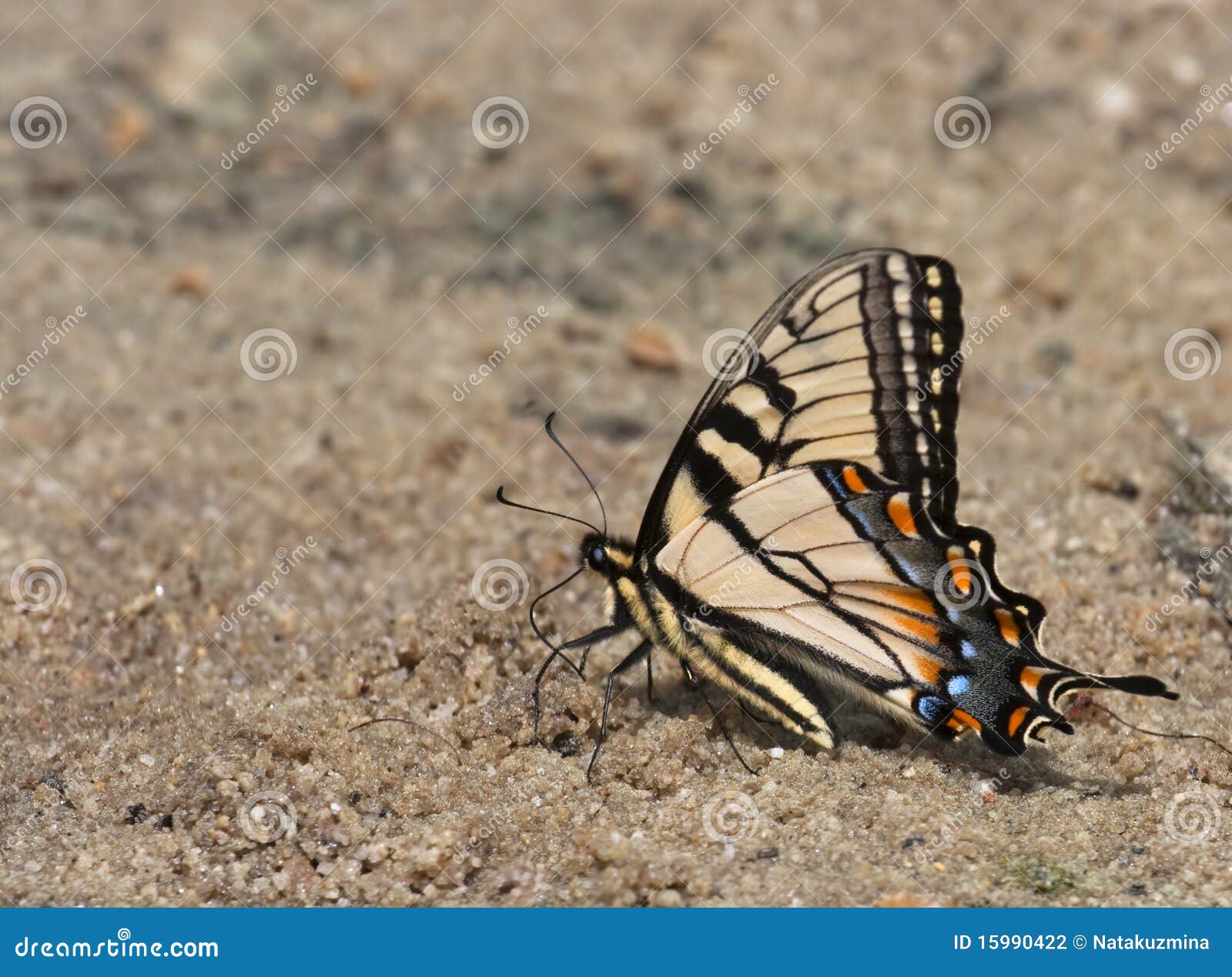 Swallowtail batterfly stock photo. Image of licking, drink - 15990422