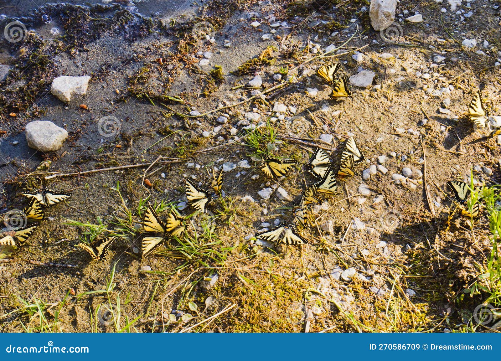 Swallowtail Butterflies on Beach Stock Image - Image of congregate ...