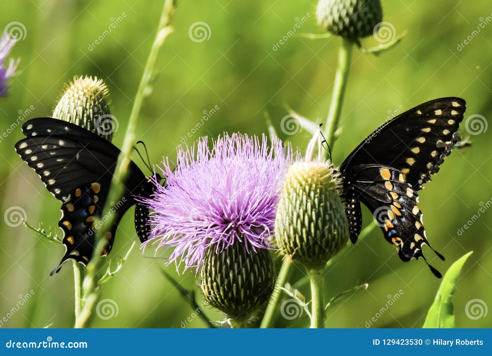 Deux Papillon Stock Photos - Free & Royalty-Free Stock Photos from ...
