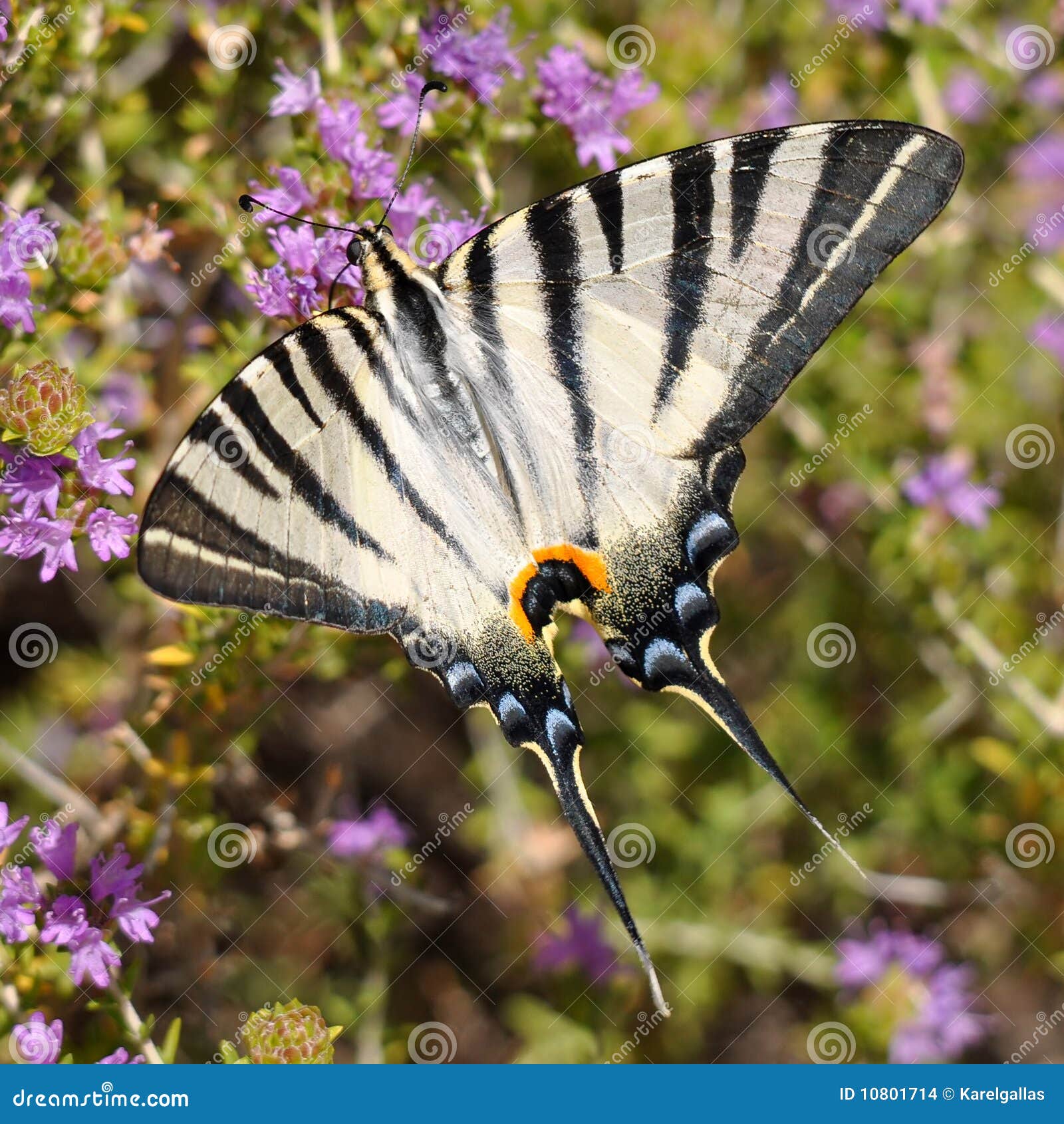 Swallowtail butterfly stock photo. Image of rhodes, fluttering - 10801714