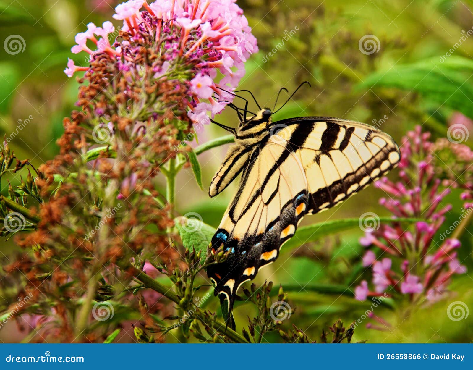 Swallowtail butterfly stock photo. Image of thorax, animal - 26558866