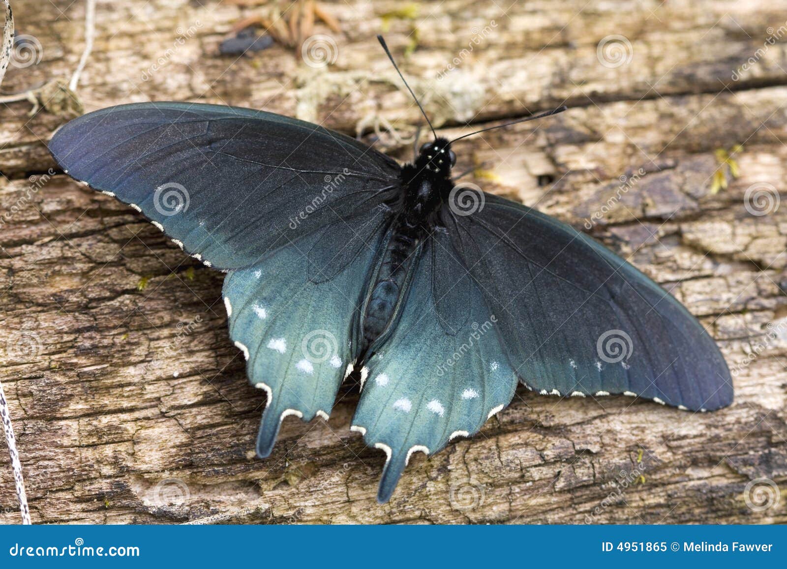 Papilioninae Photos - Free & Royalty-Free Stock Photos from Dreamstime