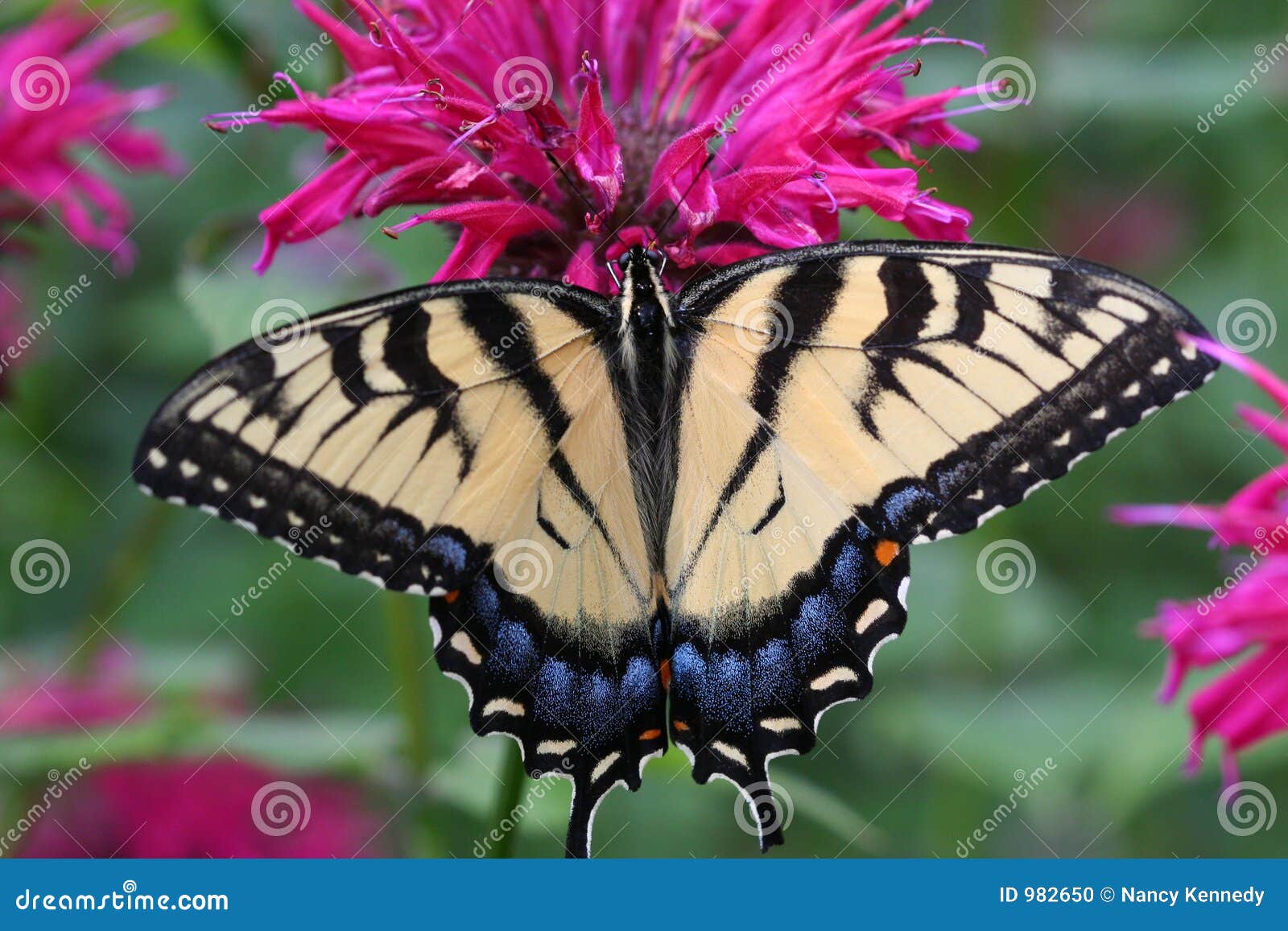 Swallowtail Butterfly stock photo. Image of nature, plant - 982650
