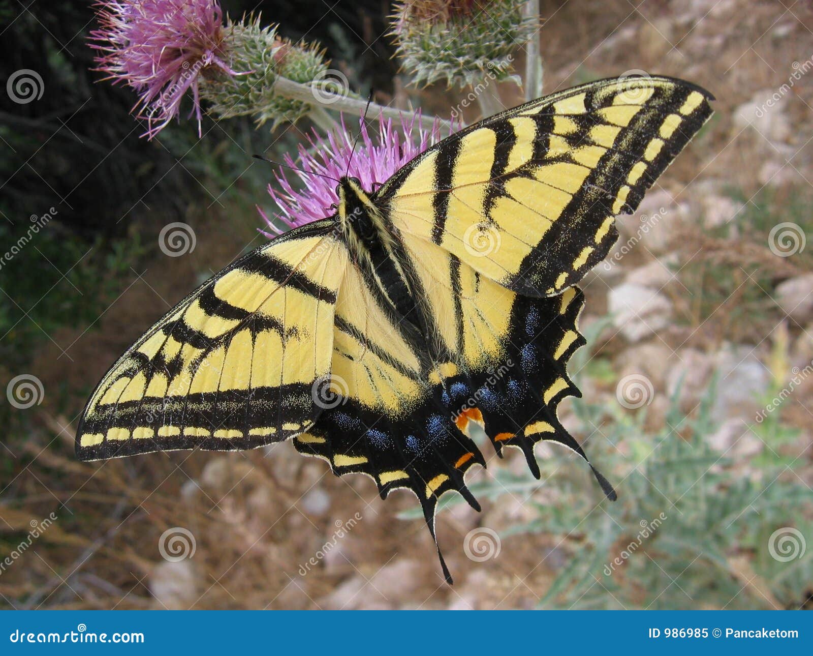 Swallowtail Butterfly stock image. Image of multicaudata - 986985