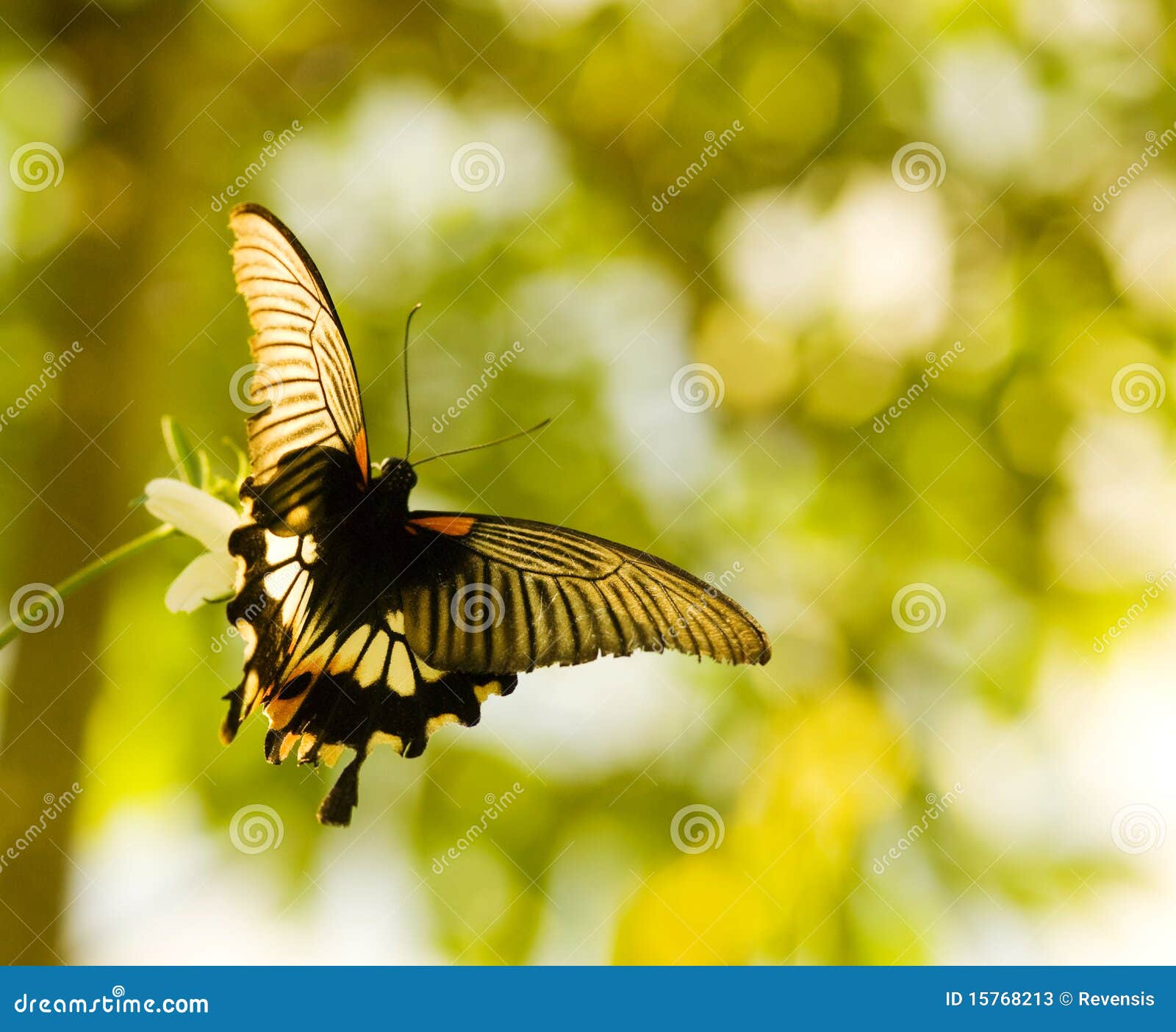 Swallowtail Butterfly Flying and Dancing Stock Image - Image of outdoor ...