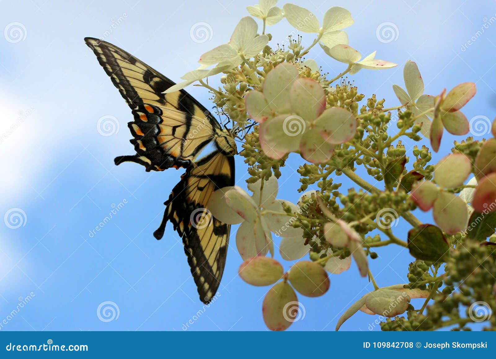 Swallowtail Butterfly on Hydrangea Stock Photo - Image of insect ...