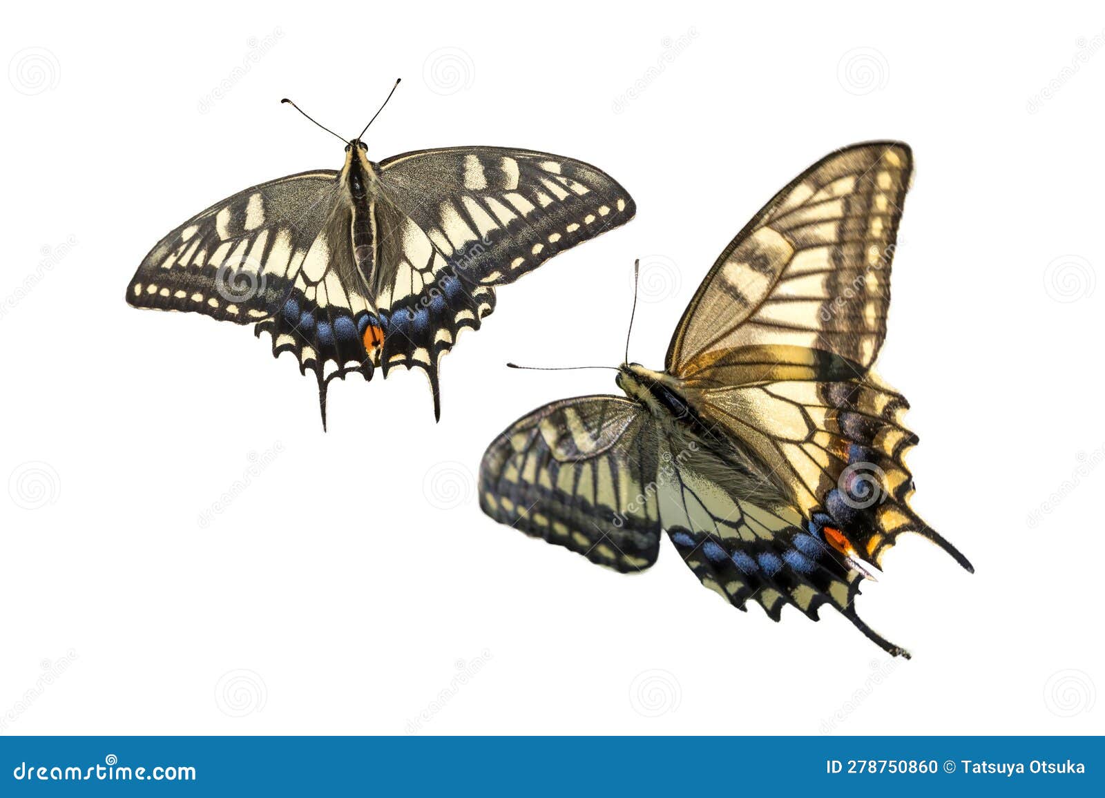 Swallowtail Butterfly Isolated on a White Background Stock Photo ...