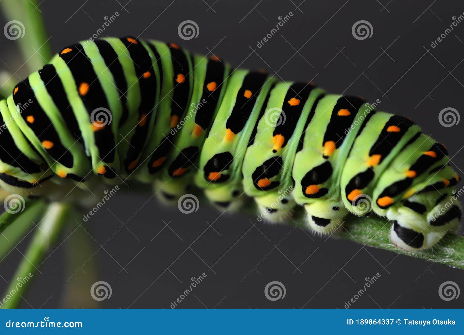 Swallowtail Butterfly Larvae Stock Image - Image of nature, insect ...