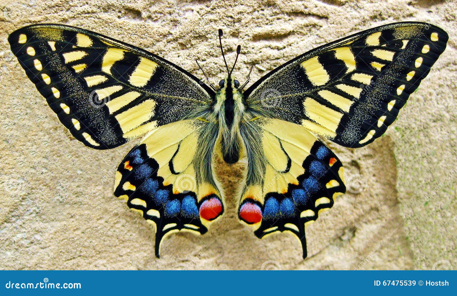 Swallowtail Butterfly stock image. Image of densely, california - 67475539