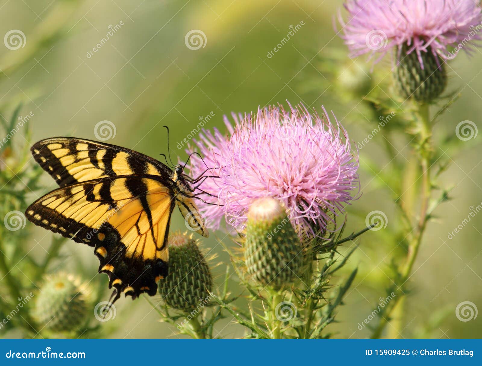 Swallowtail Butterfly and Milk Thistle Stock Image - Image of wing ...