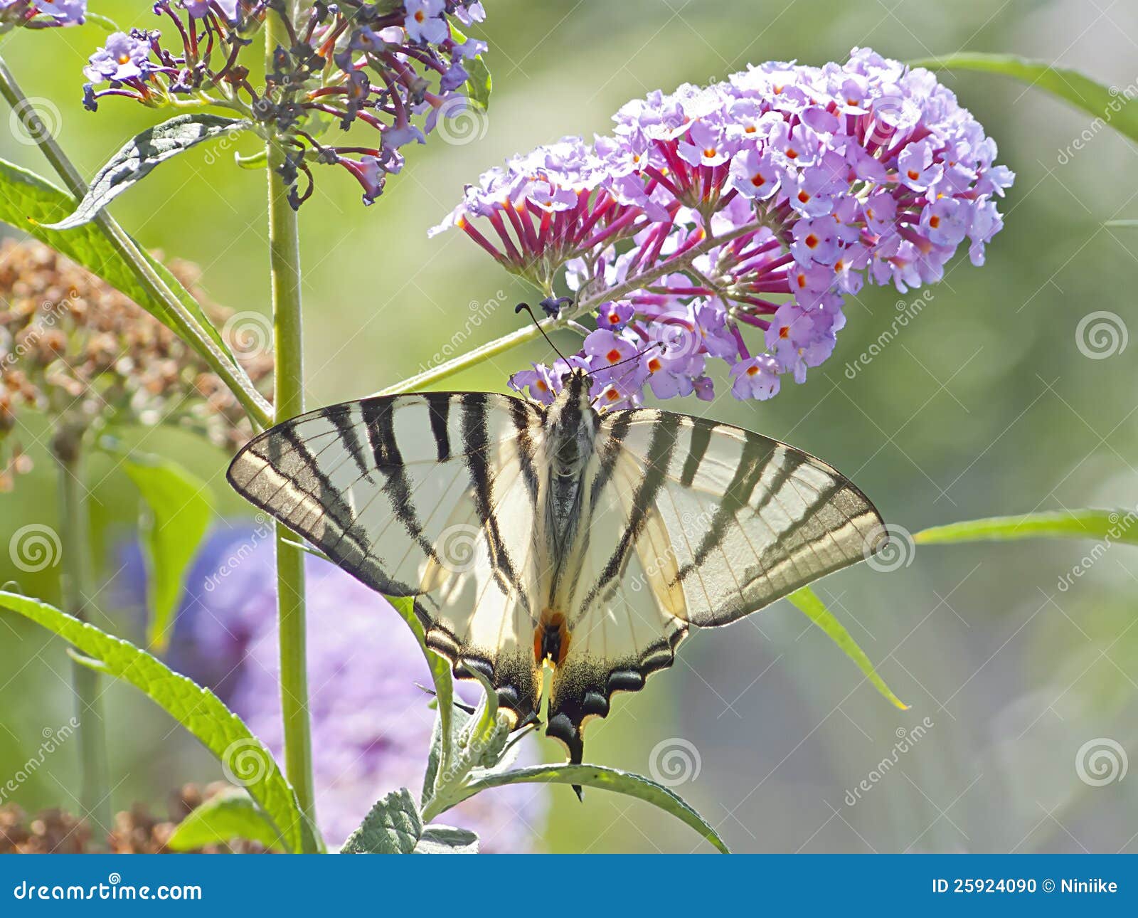 Swallowtail Butterfly in Morning Sun Stock Photo - Image of macro ...