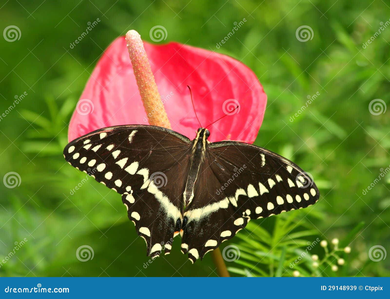Swallowtail Butterfly on Pink Flower Stock Image - Image of flower ...