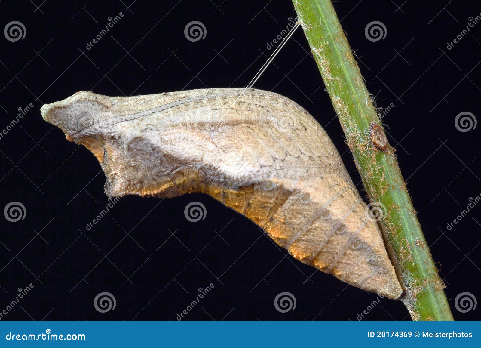 Swallowtail Butterfly Pupa 2 Stock Image - Image of stages, isolated ...