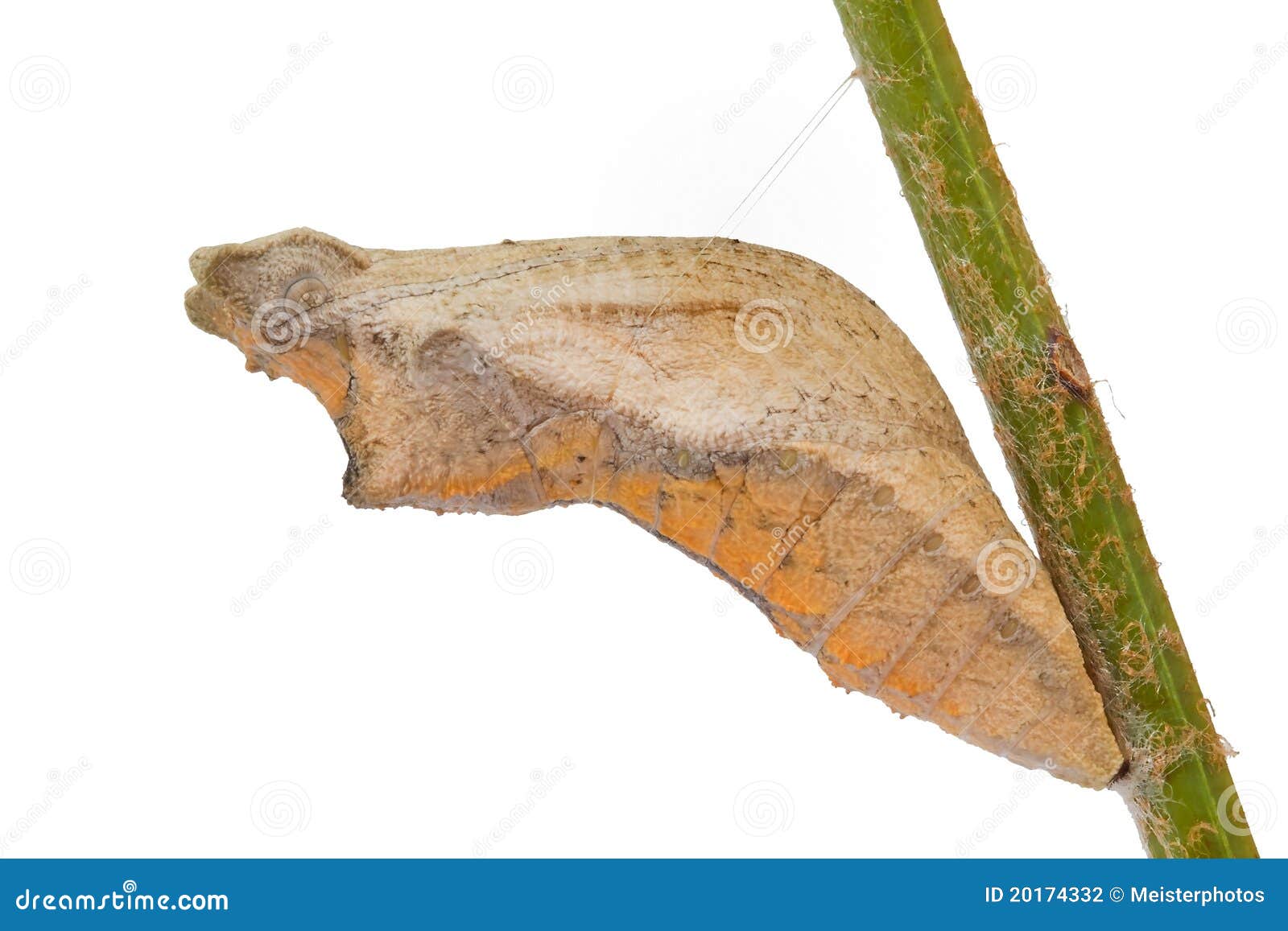 Swallowtail butterfly Pupa stock photo. Image of chrysalis - 20174332