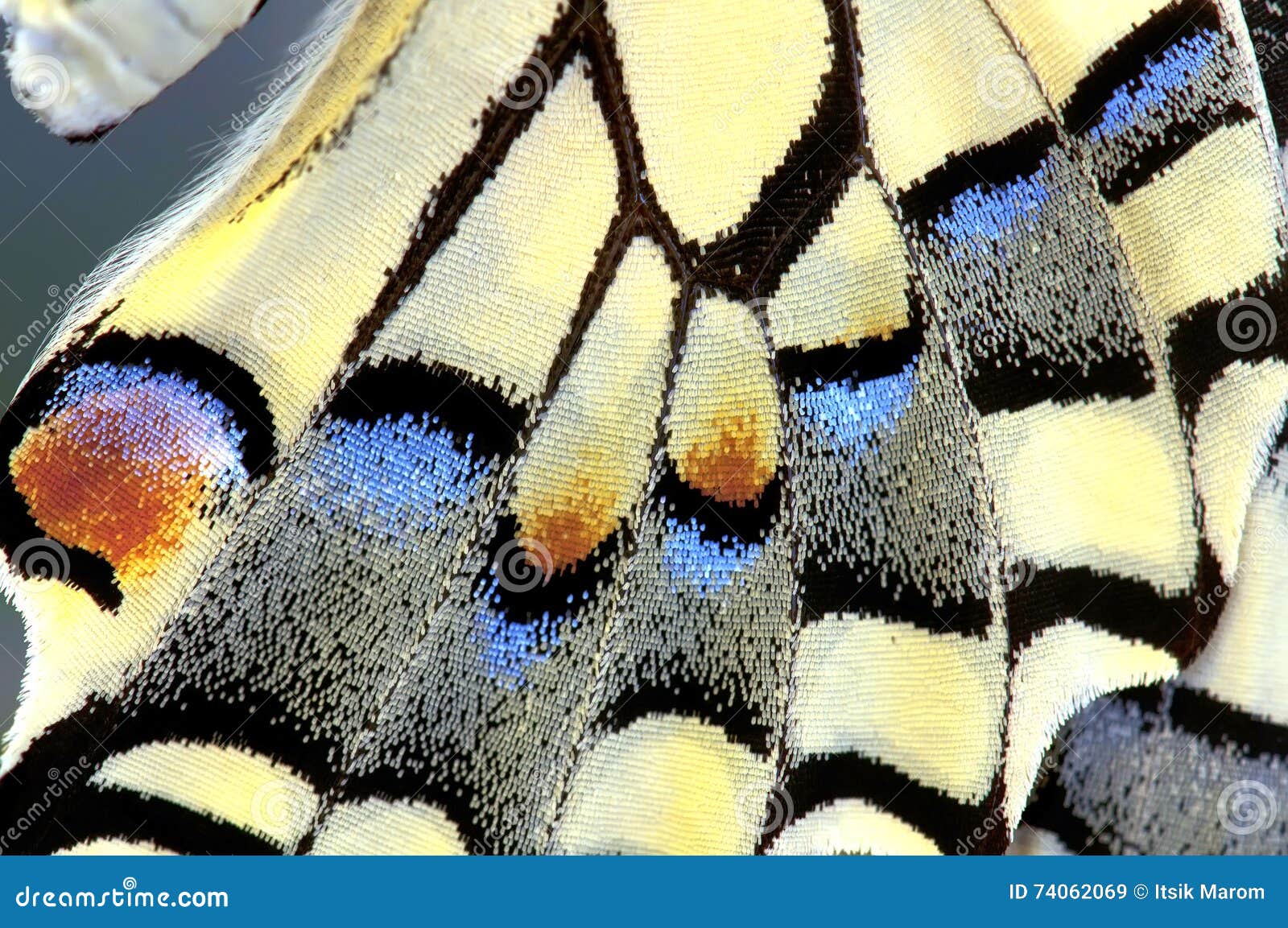 Butterfly Wing Texture, Close Up Of Detail Of Butterfly Wing For ...
