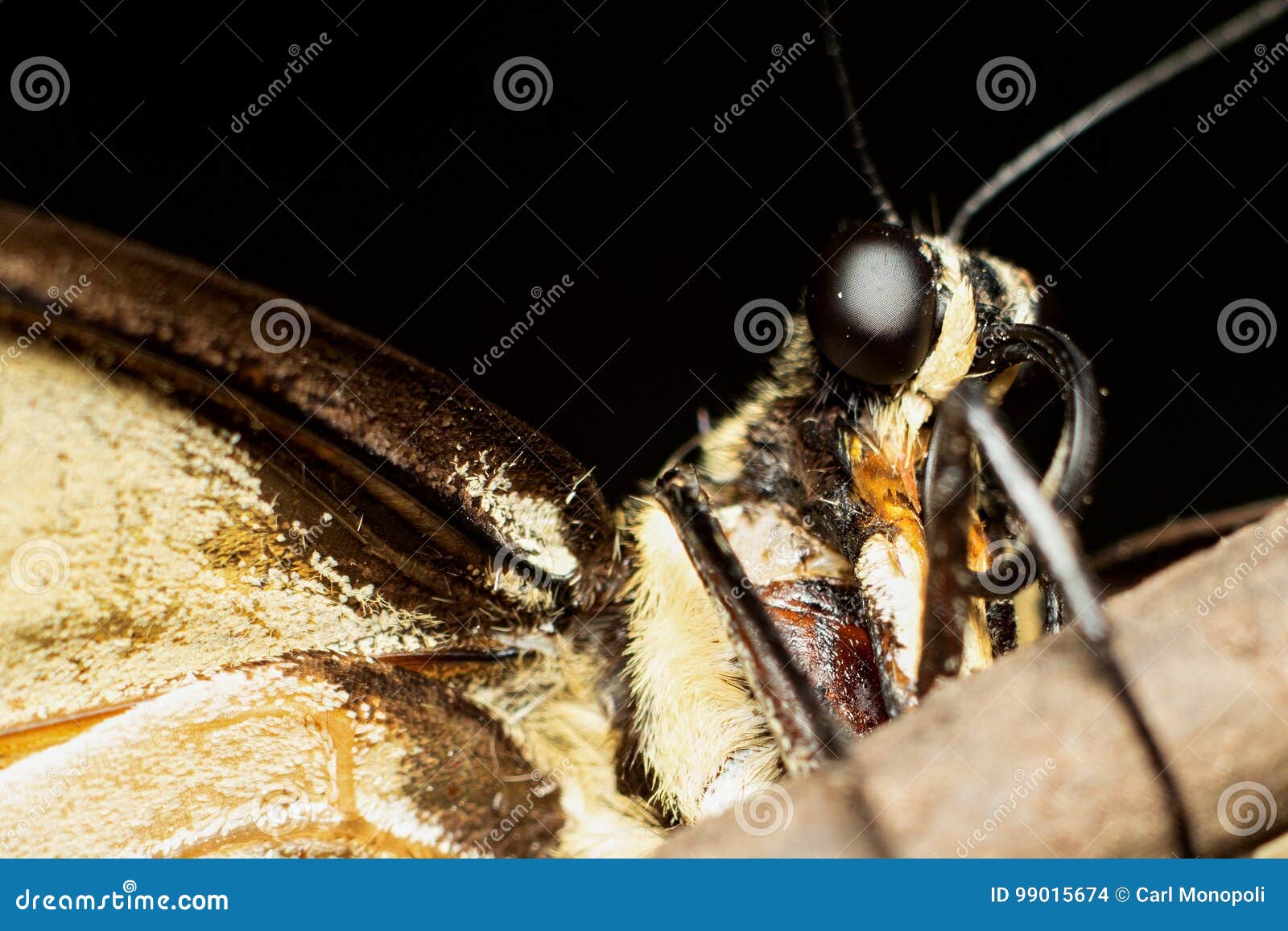 Swallowtail stock photo. Image of brown, closeup, portrait - 99015674
