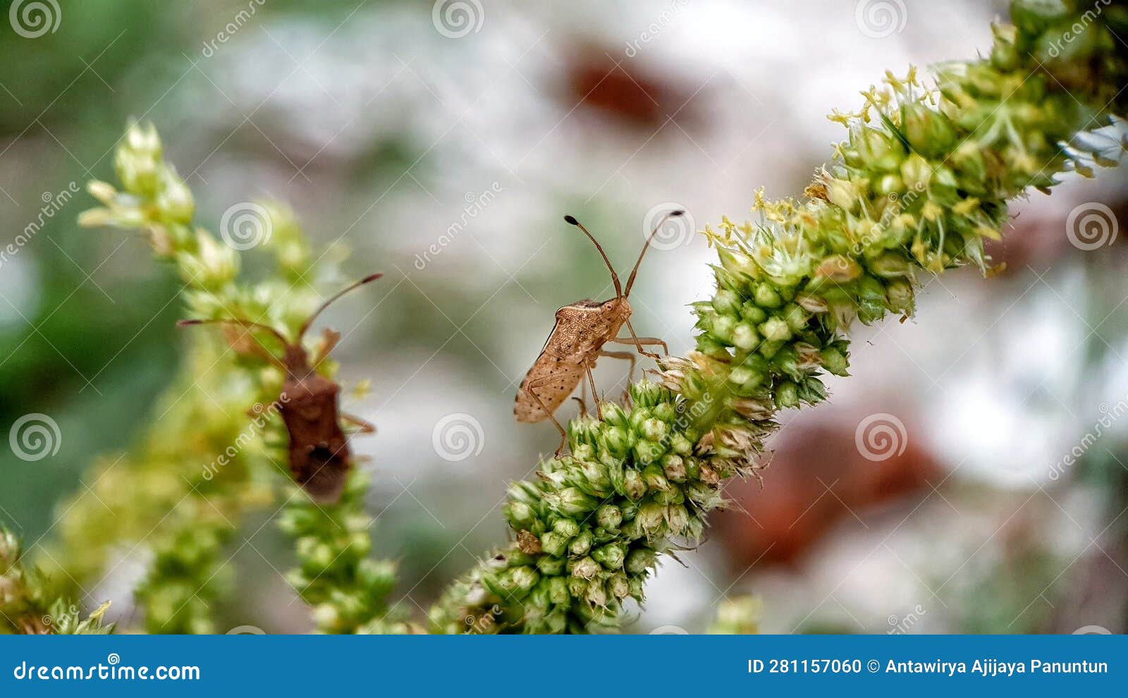 The Swallowtail is an Insect, in Indonesia, this Insect is Called ...