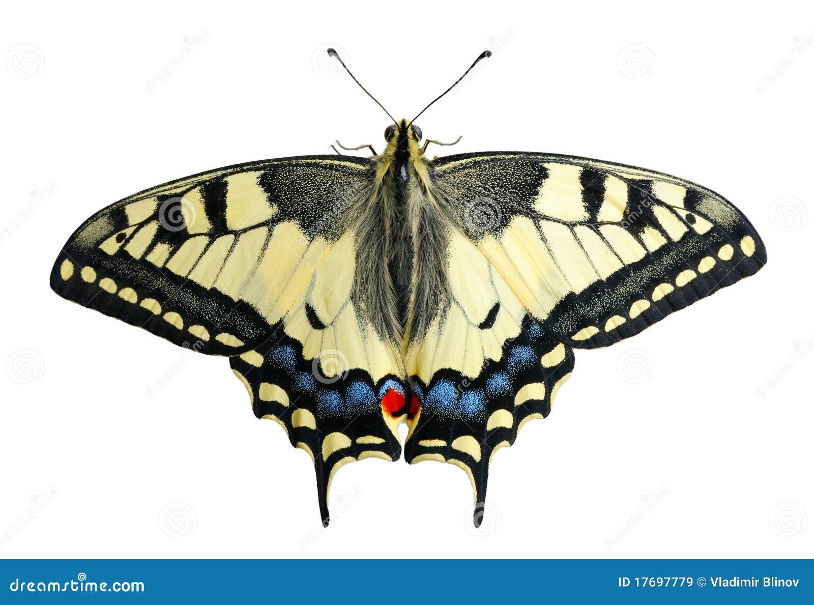 Swallowtail, isolated stock image. Image of animals, large - 17697779