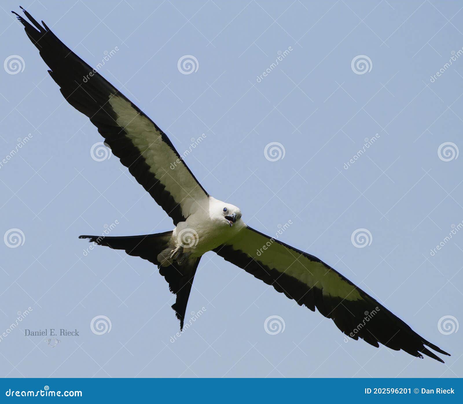 Swallowtail Kite Soaring in the Sky Stock Image - Image of soaring ...