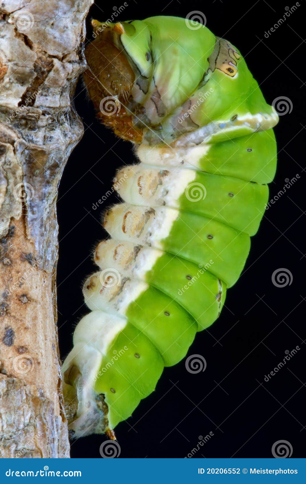 Swallowtail Larva in Silk Sling on Black Stock Photo - Image of stages ...