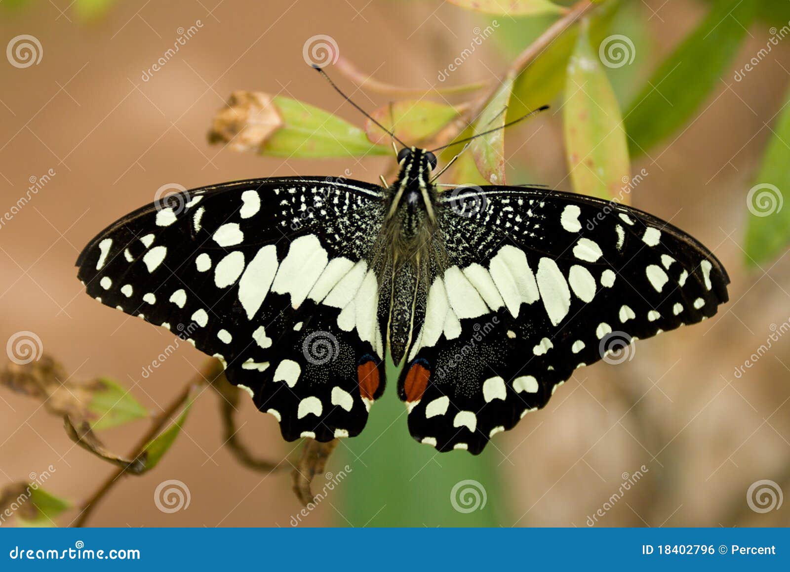 Papilio Demoleus Butterfly. Lime Butterfly, Lemon Butterfly, Lime ...