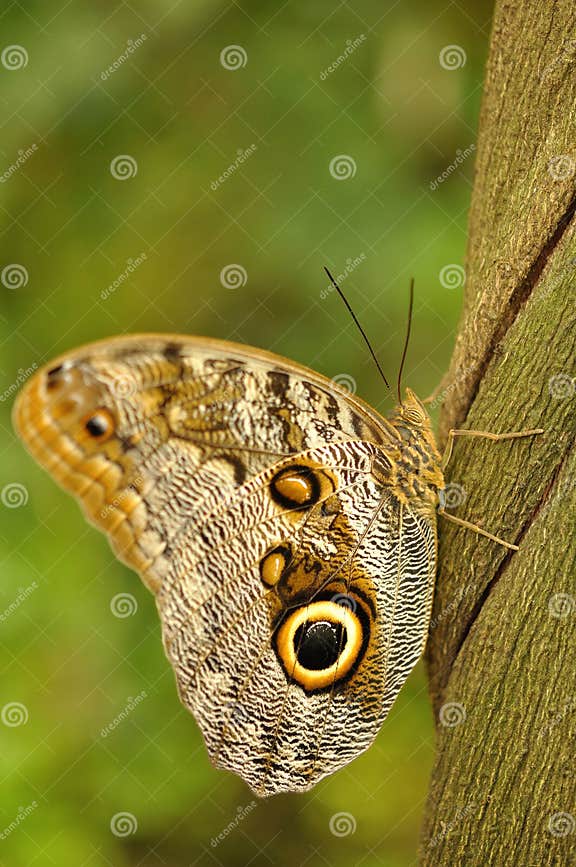 Swallowtail on liana stock photo. Image of beautiful - 19433094