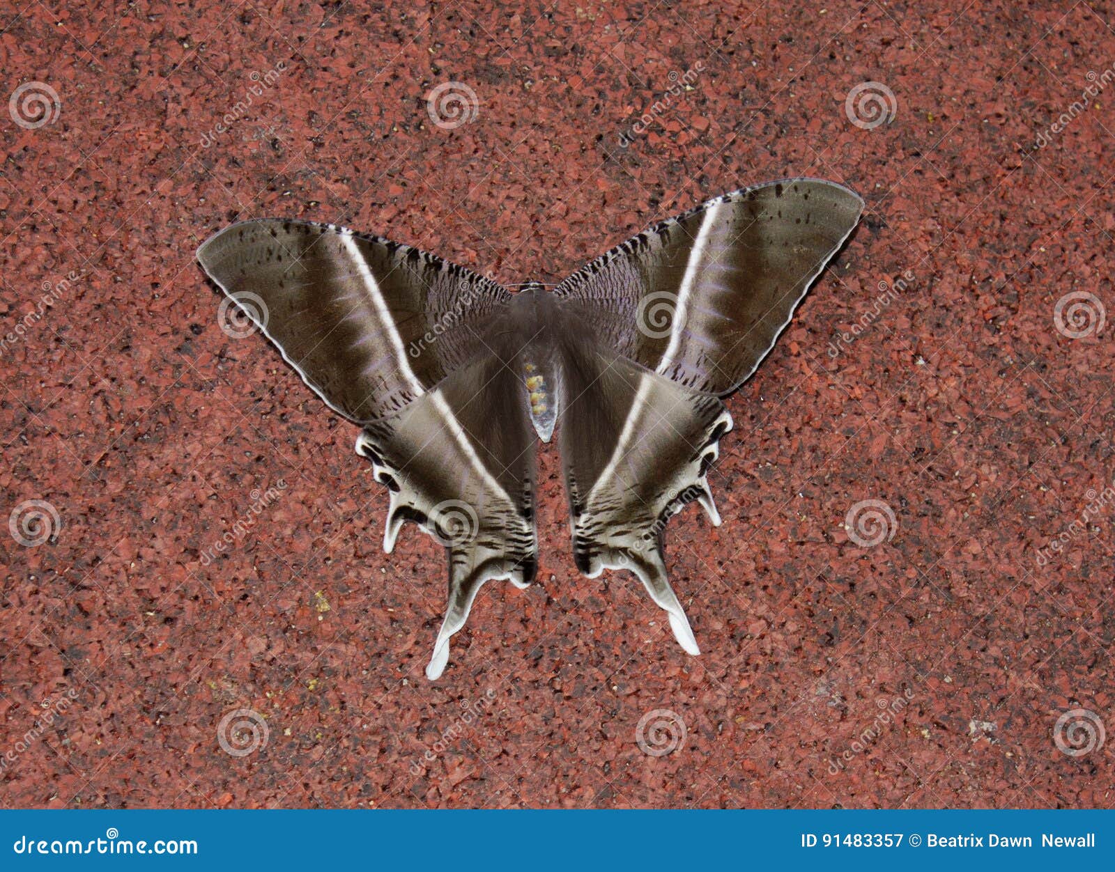 Swallowtail Moth stock image. Image of tail, lumpur, thailand - 91483357