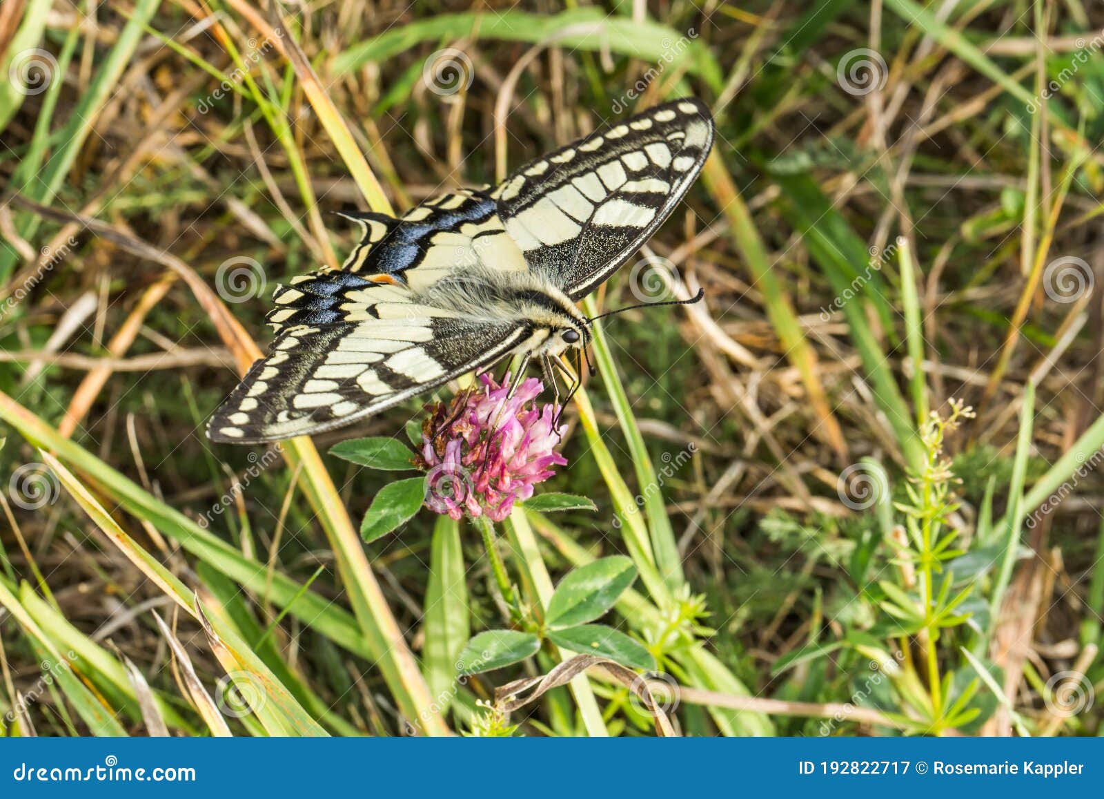 Swallowtail Moth Papilio Machaon Stock Image - Image of brushfoots ...