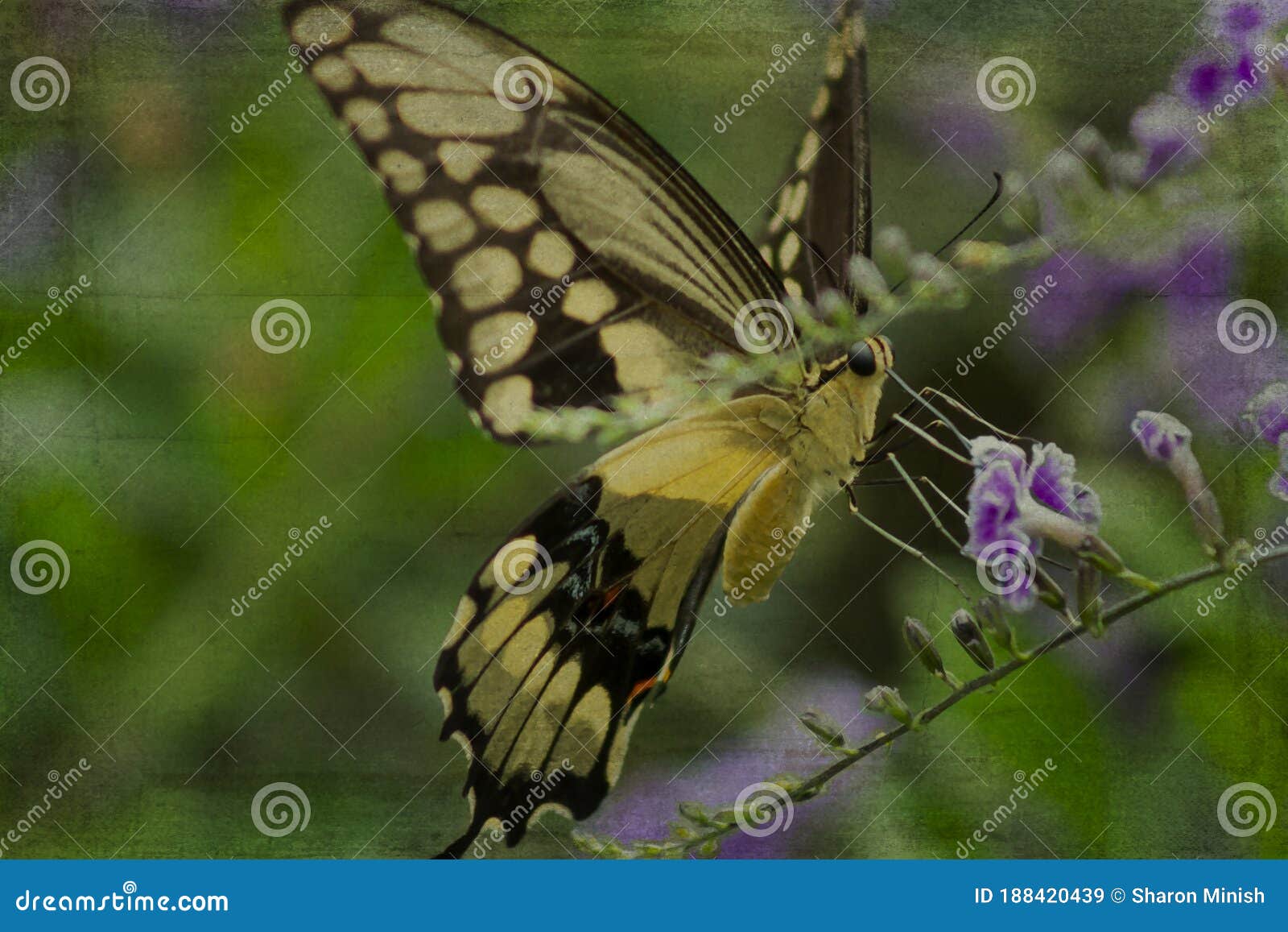Swallowtail in Pink stock image. Image of yellow, macro - 188420439