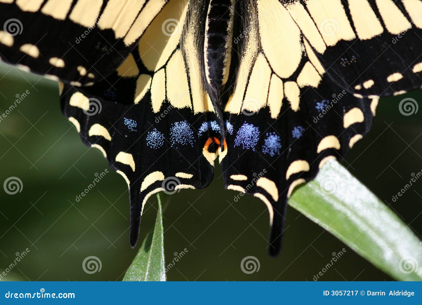 Swallowtail s Tail stock image. Image of yellow, swallow - 3057217
